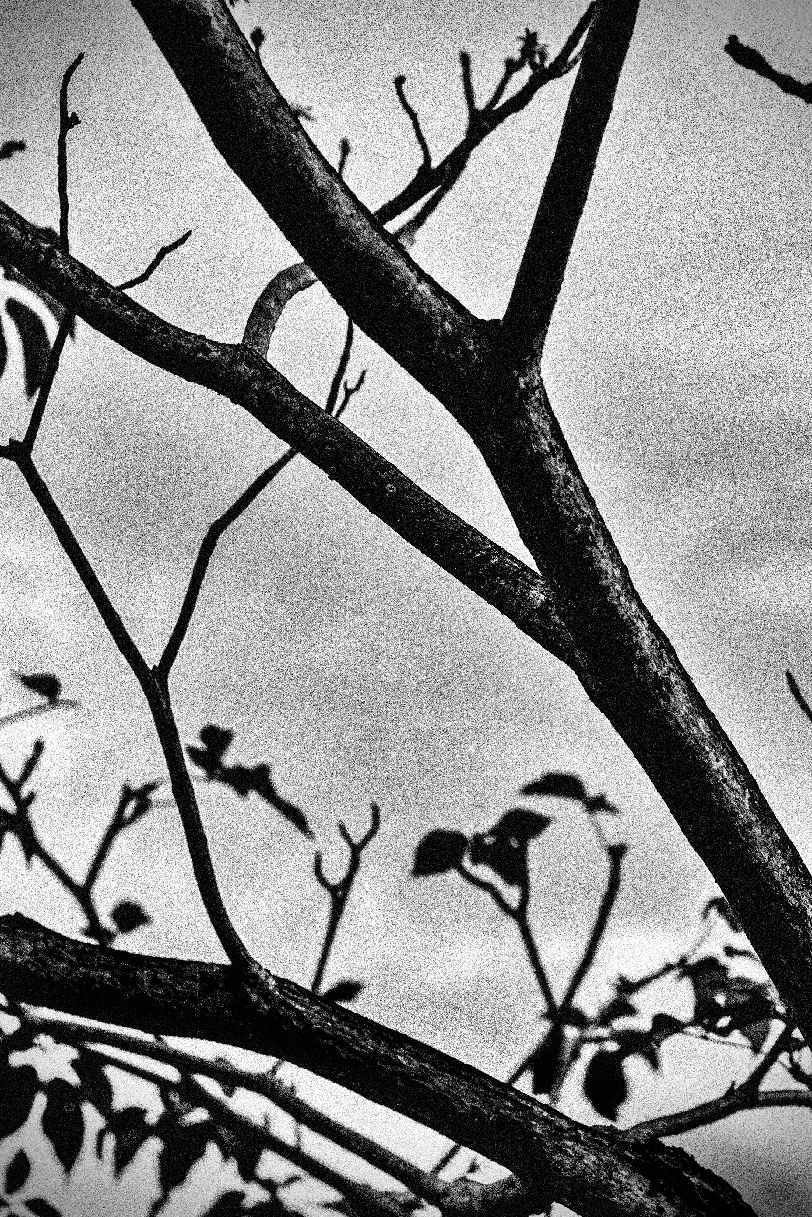 30 000+ Coq+nue banque d’images et photos libres de droit · Téléchargement gratuit · Photos Pexels