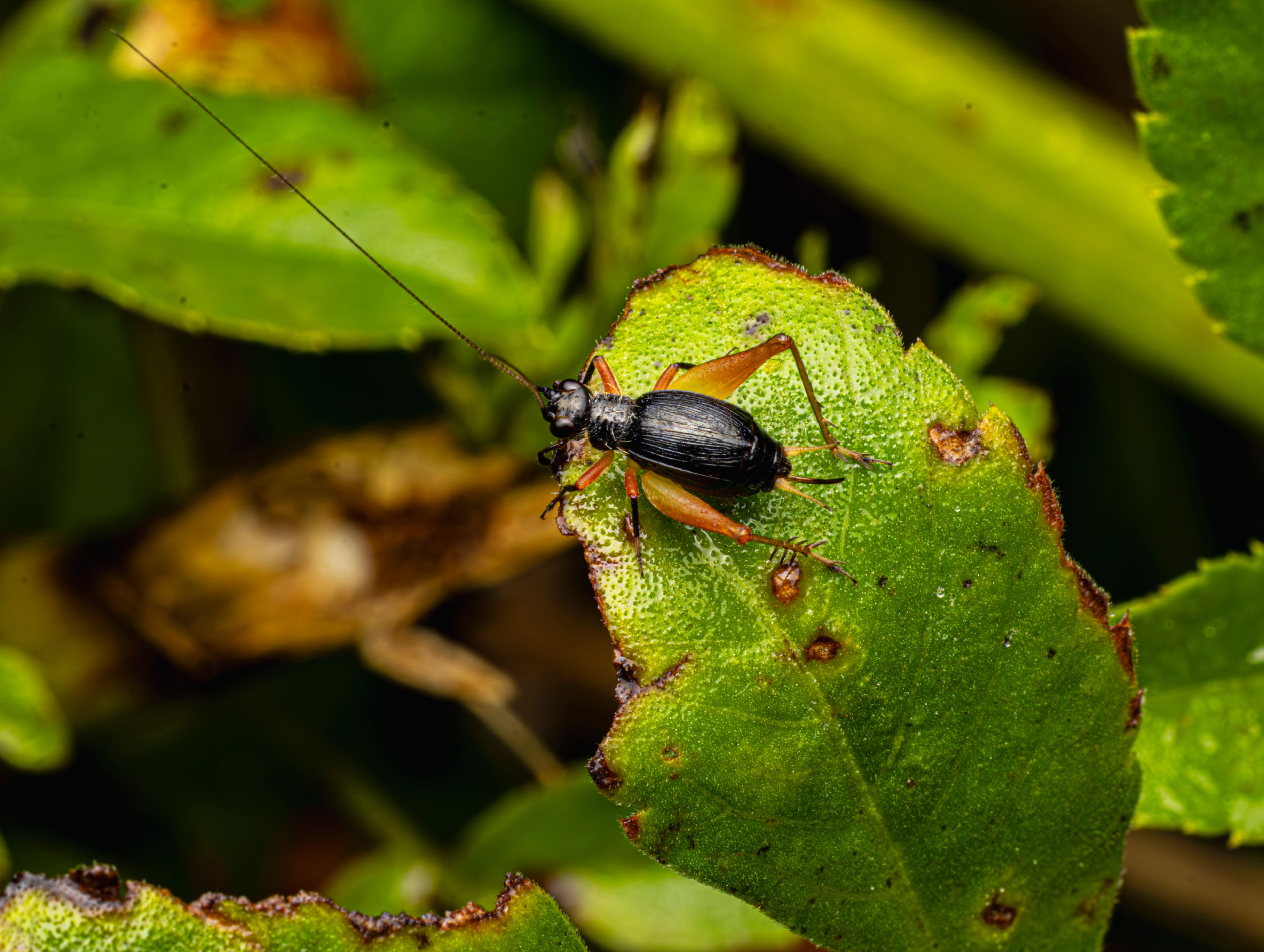 Cricket+Insect+Color+Orange Photos, Download The BEST Free Cricket ...