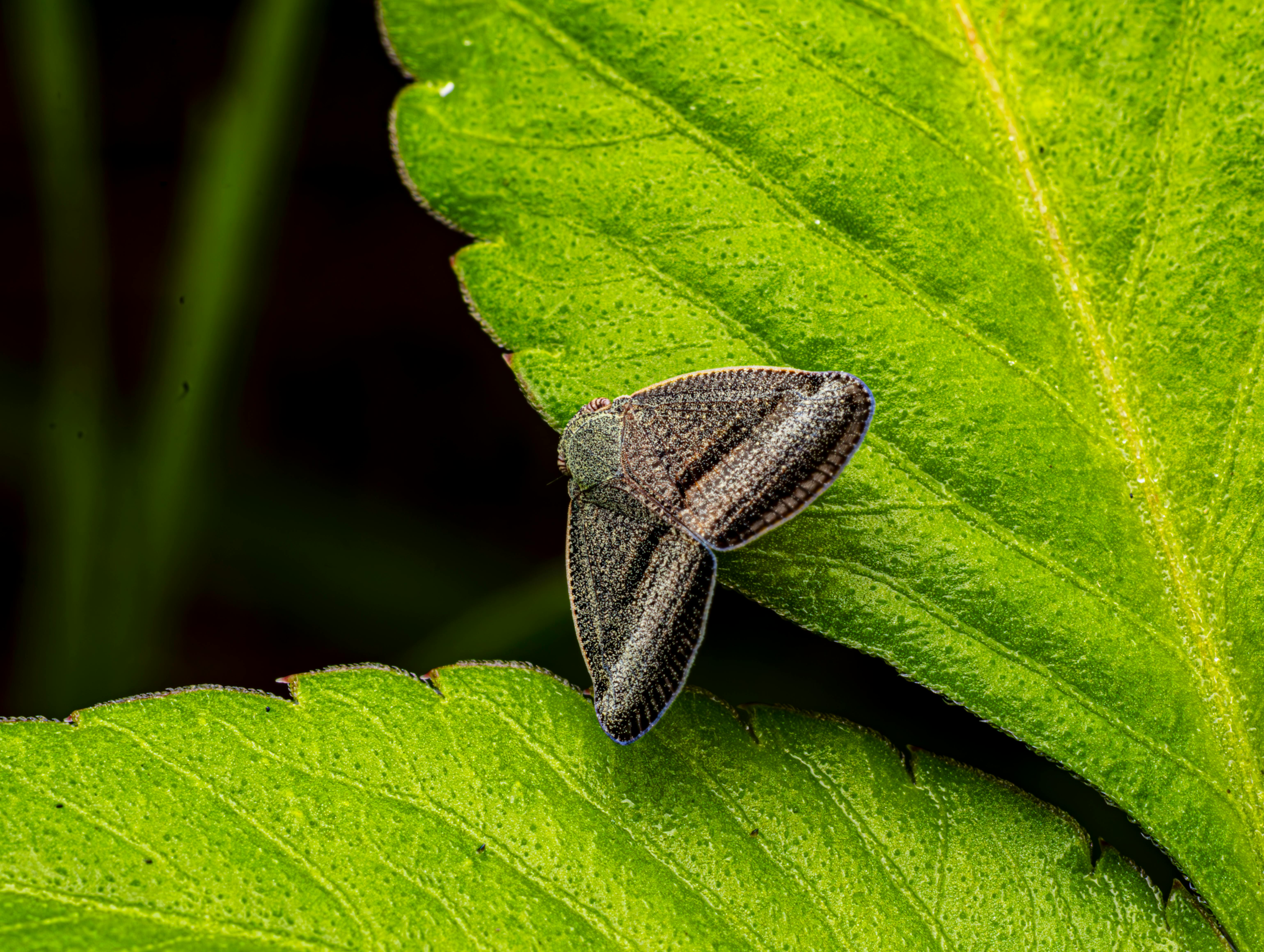 Moths Photos, Download The BEST Free Moths Stock Photos & HD Images