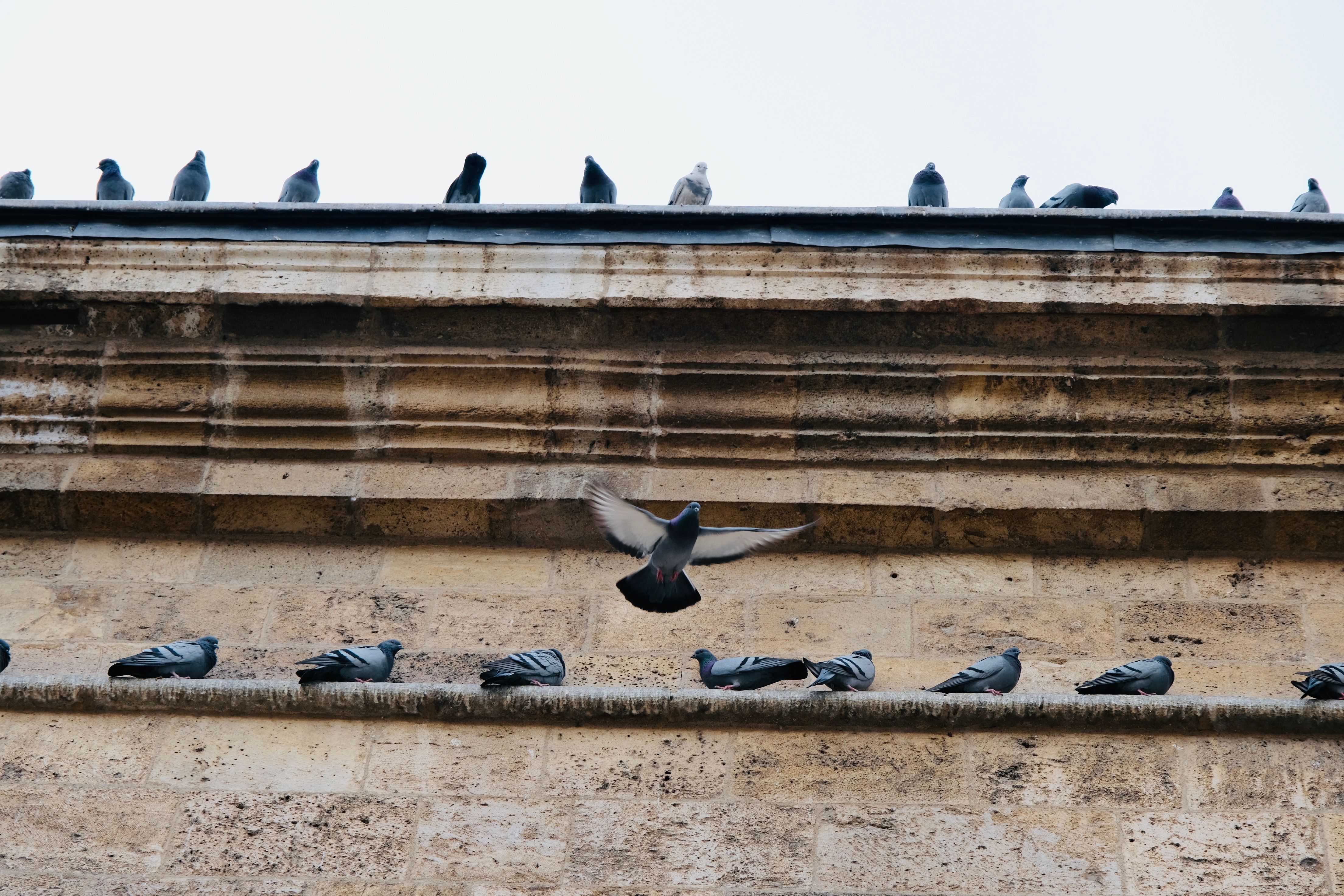Pigeons Resting on Historic Building Ledge · Free Stock Photo