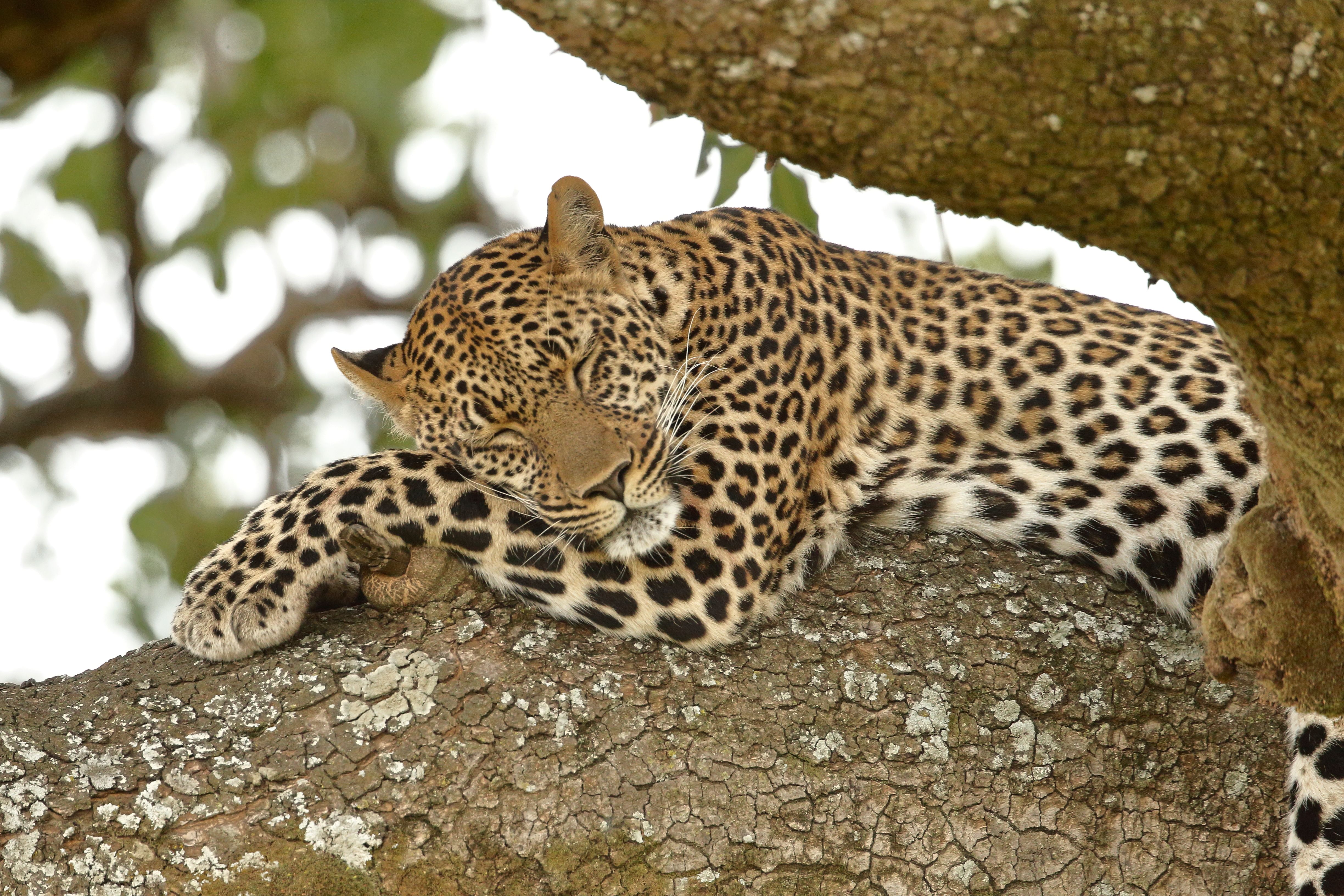 Sleeping+Needle Photos, Download The BEST Free Sleeping+Needle Stock ...