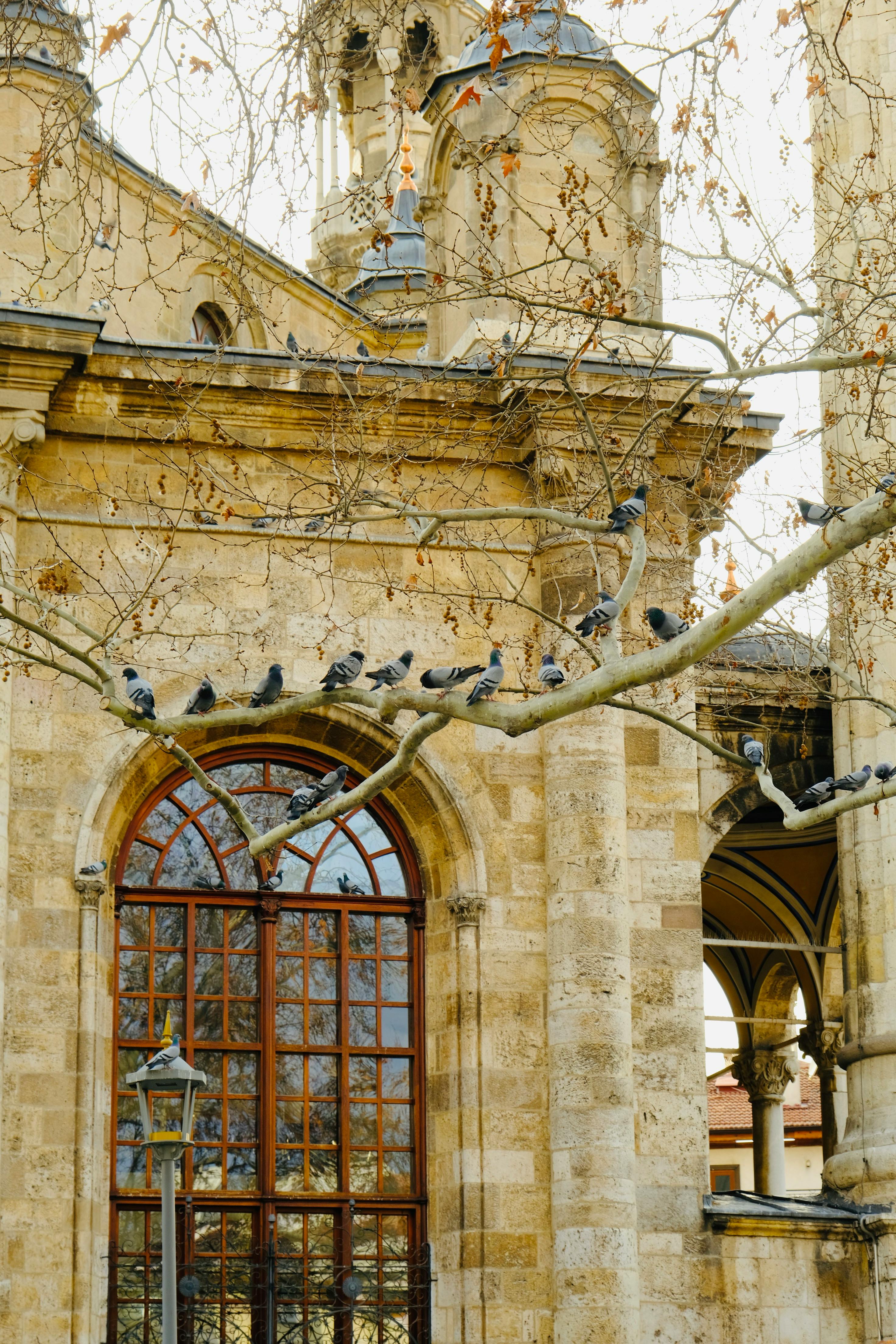 30 000+ Coq+nue banque d’images et photos libres de droit · Téléchargement gratuit · Photos Pexels