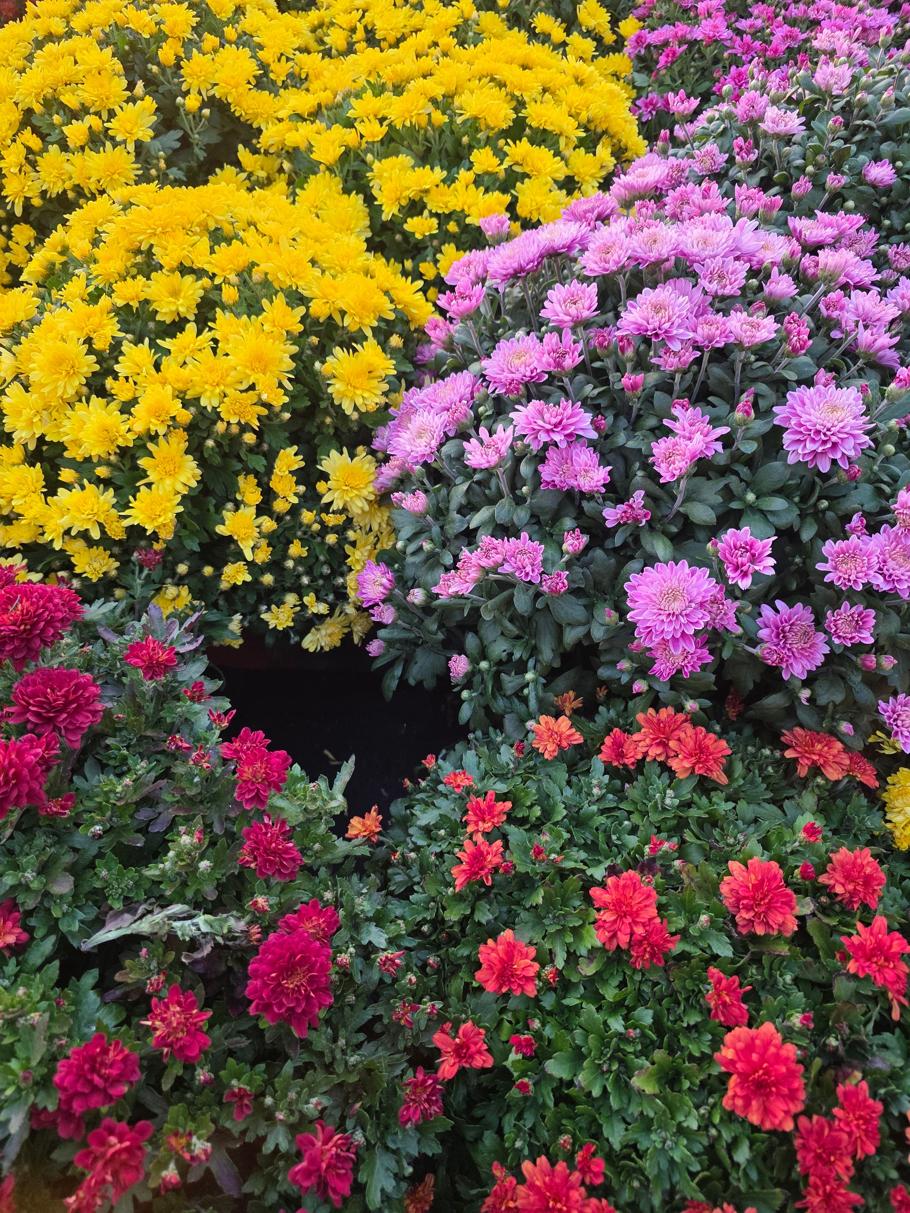 Mums Photos, Download The BEST Free Mums Stock Photos & HD Images