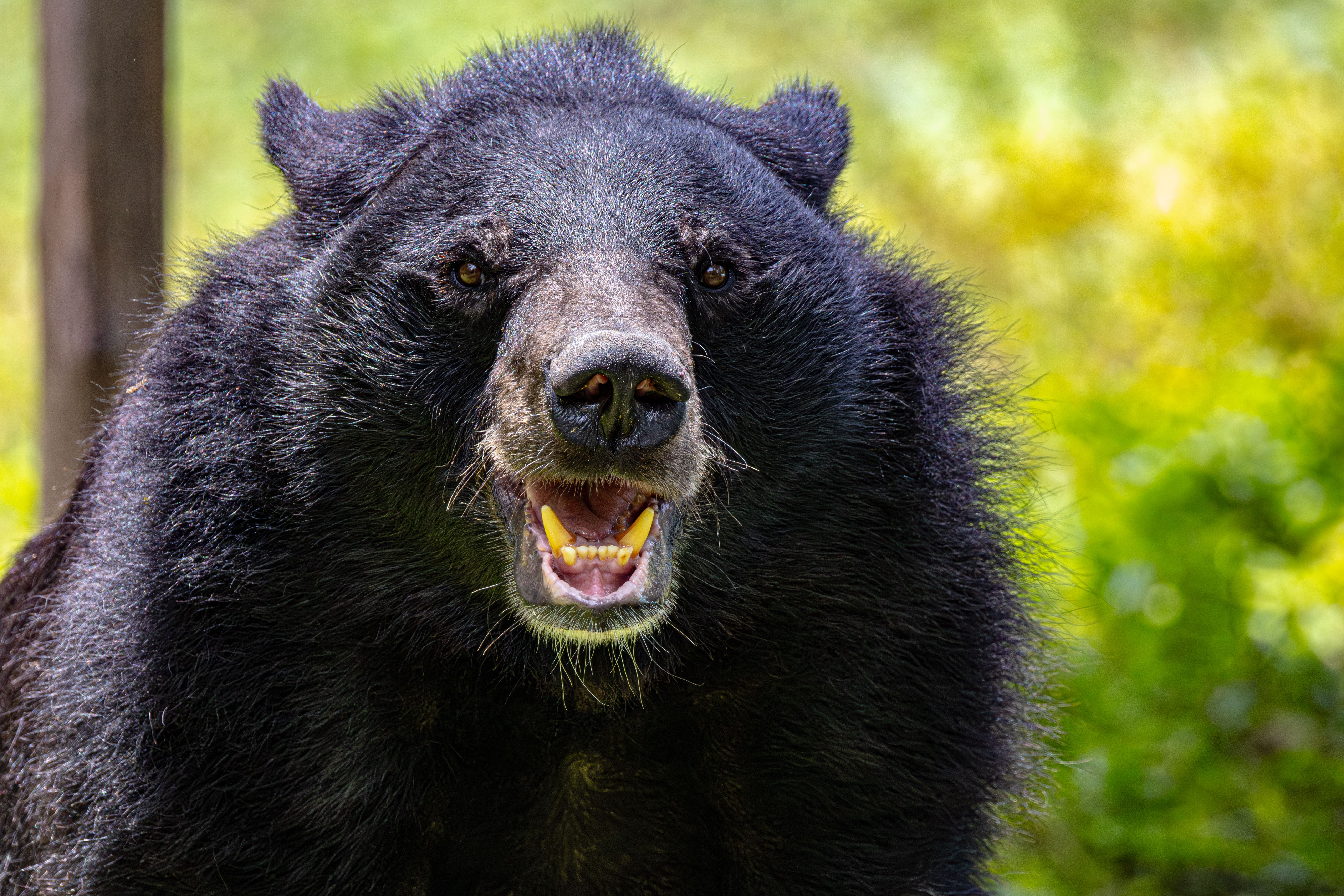 10,000+ Best Bear Photos · 100% Free Download · Pexels Stock Photos