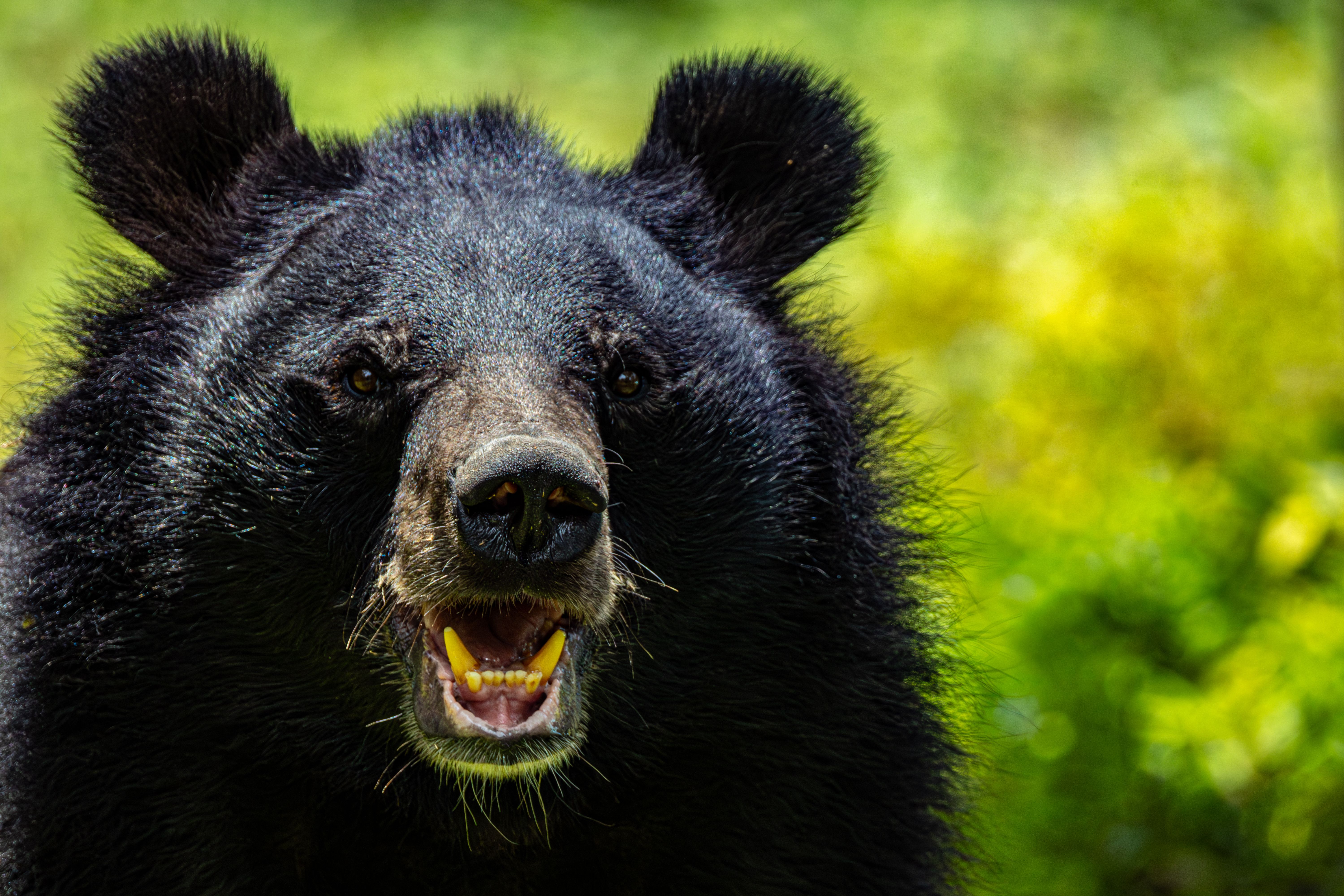 Primer Plano De Un Oso Negro En Su Hábitat Natural · Foto de stock gratuita