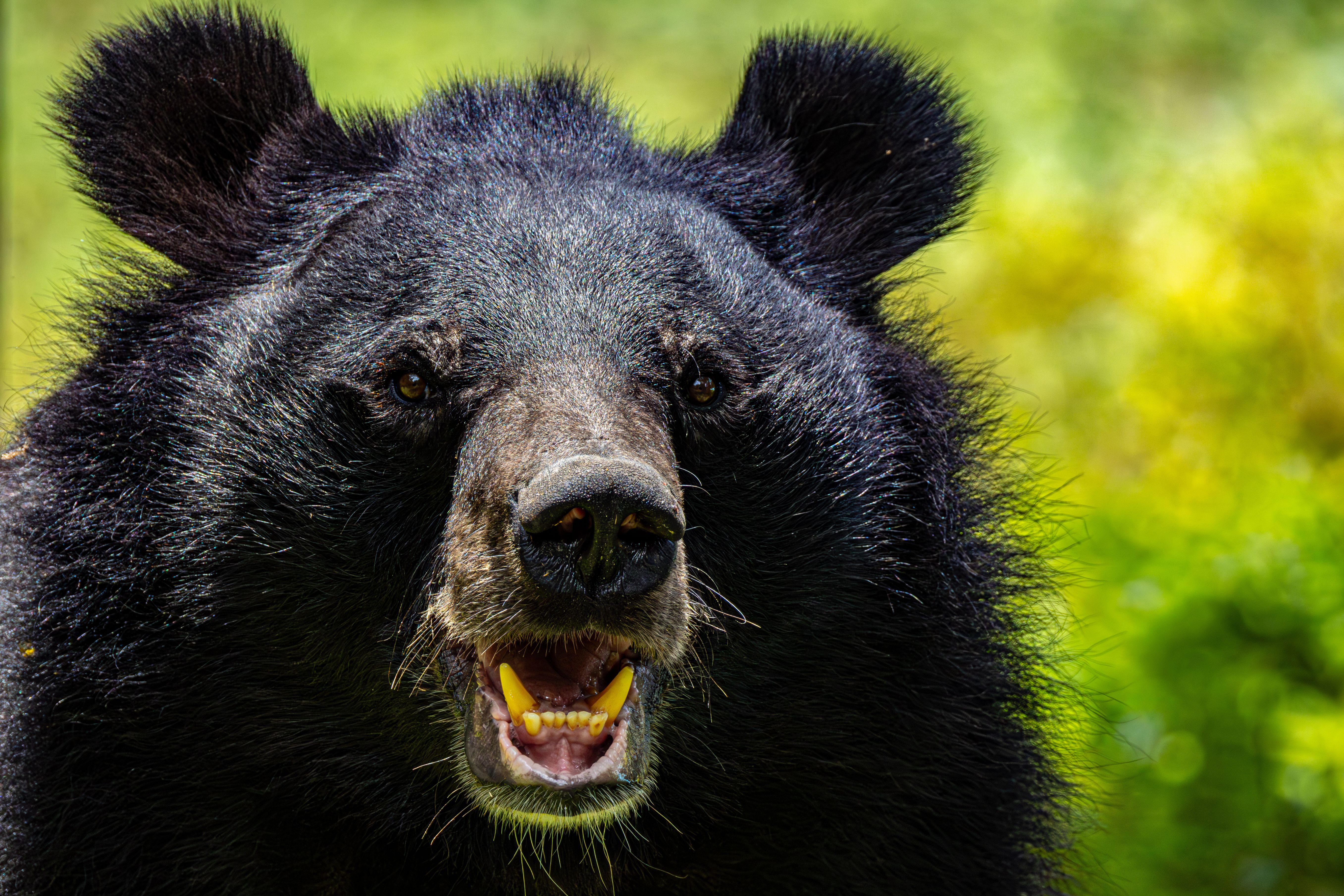 Close-up of a Spectacled Bear in Natural Habitat · Free Stock Photo