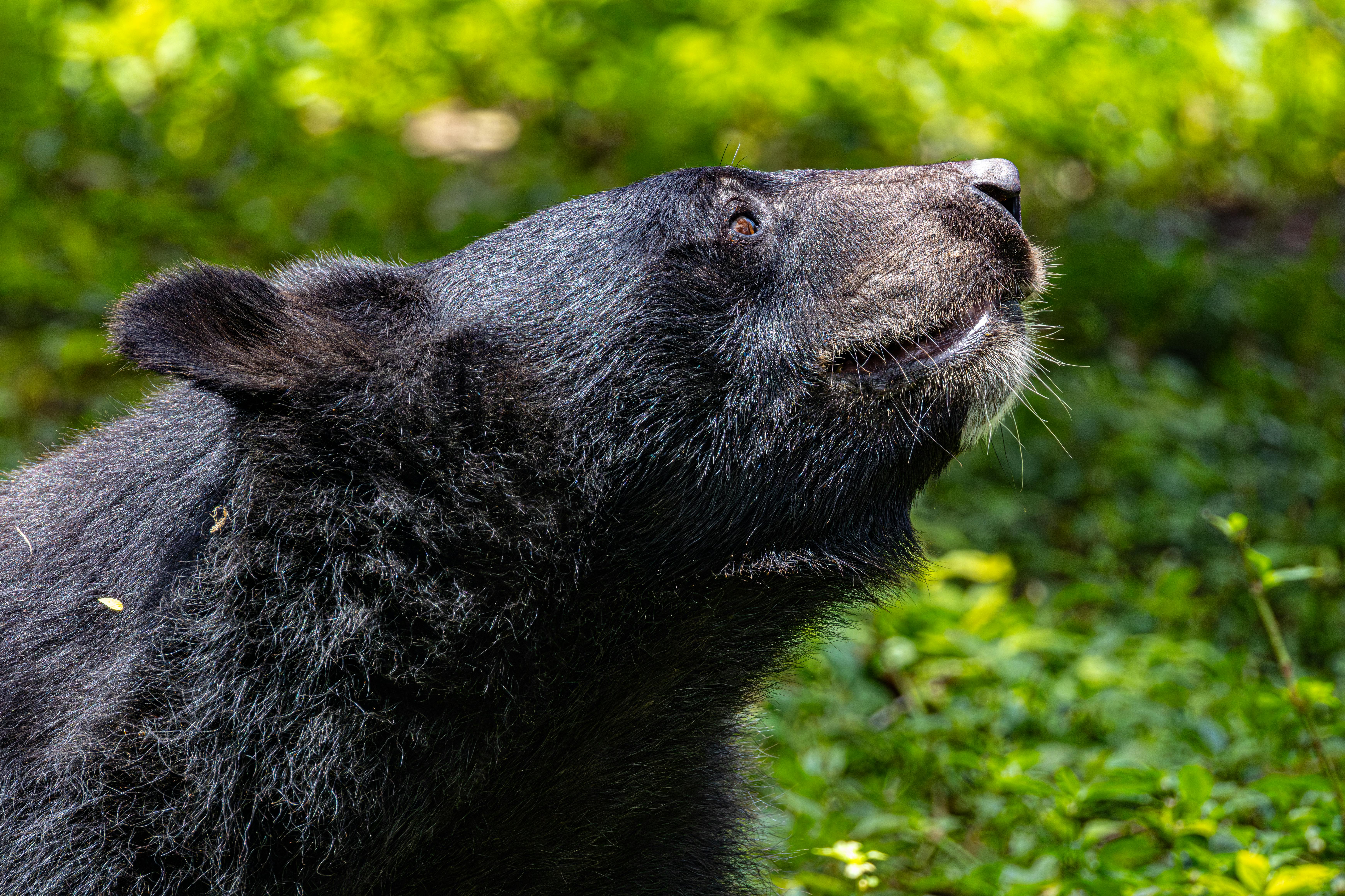 Anime Side Profile Photos, Download The BEST Free Anime Side Profile ...