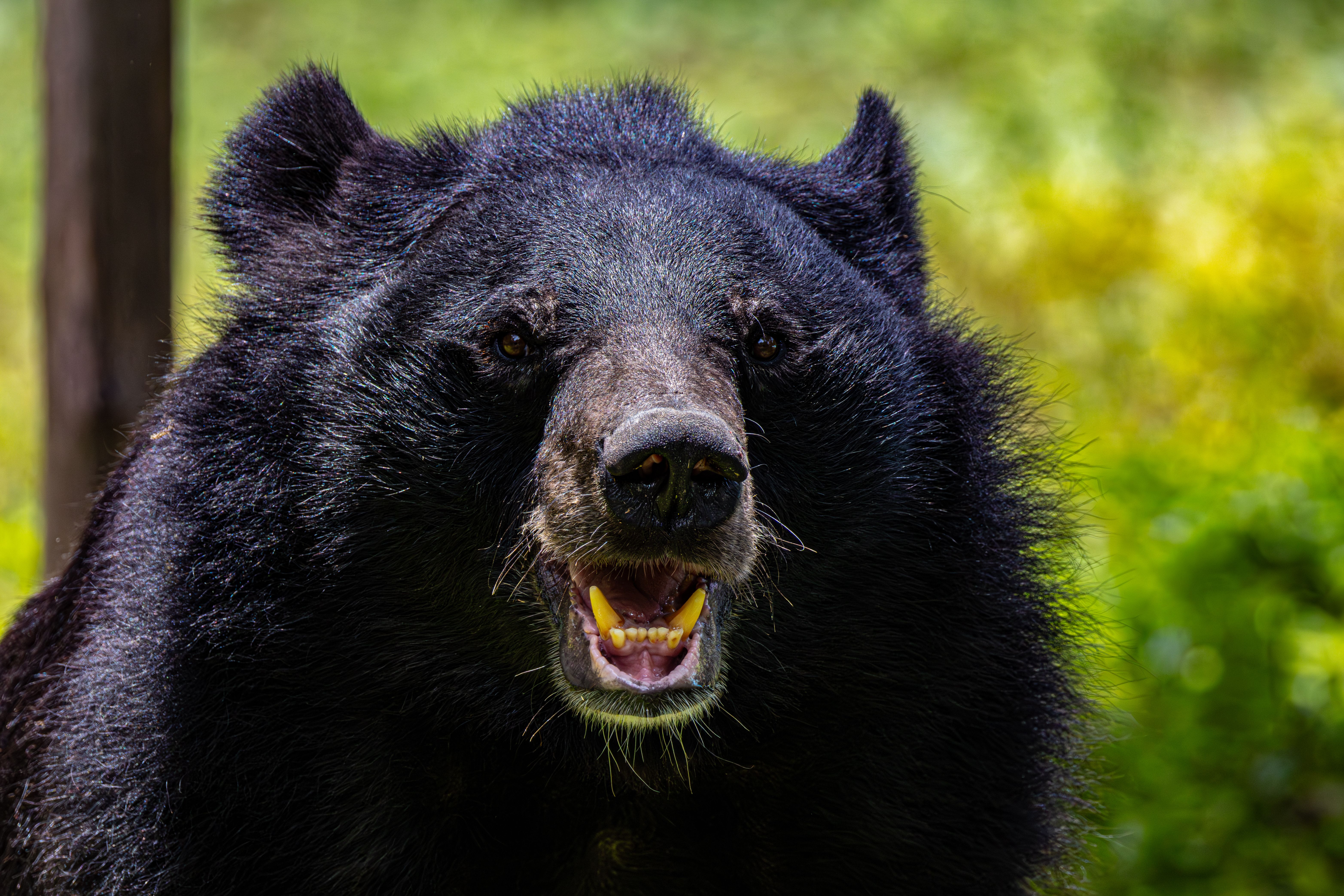 Animals Growling Photos, Download The BEST Free Animals Growling Stock ...