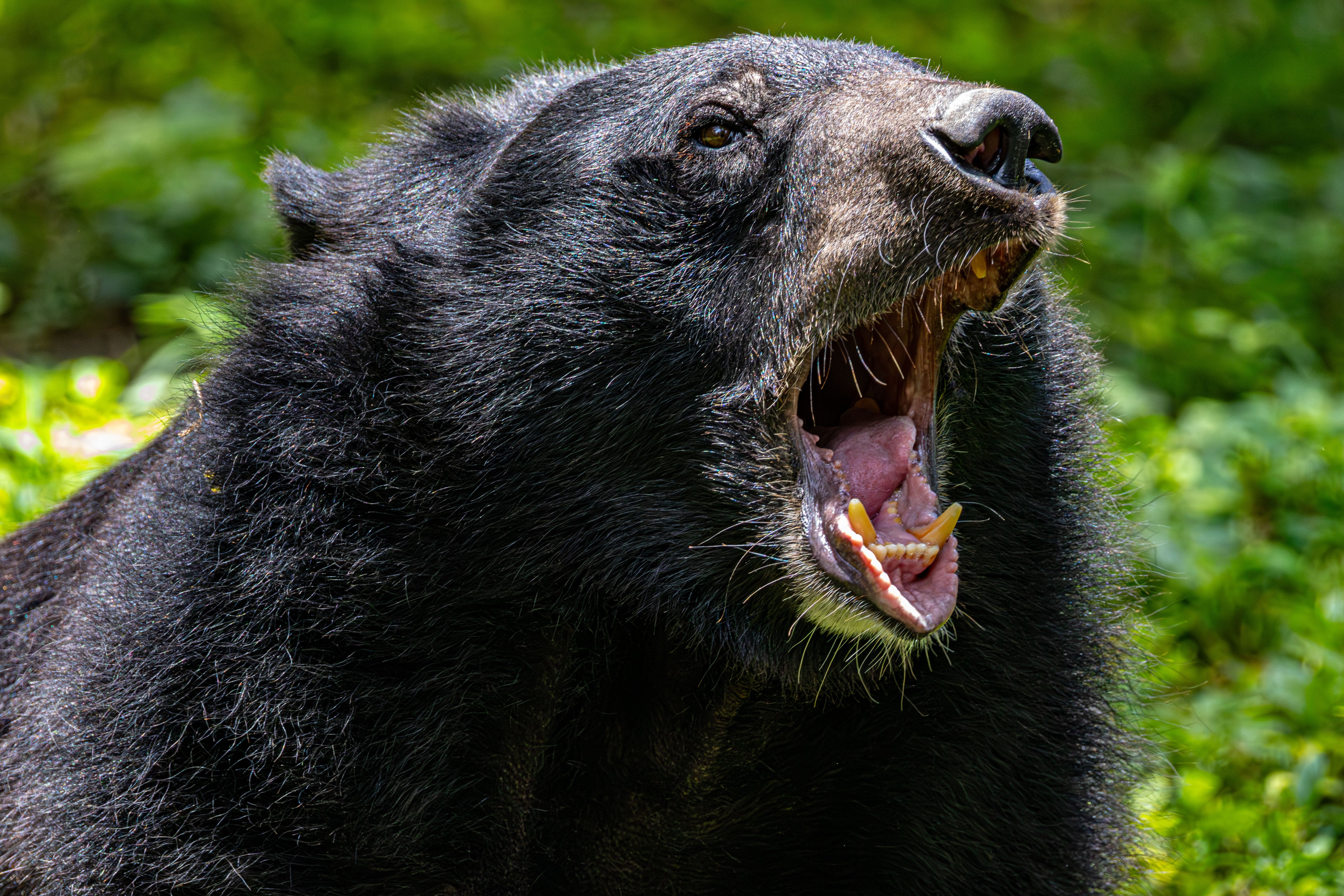 Yawning Photos, Download The BEST Free Yawning Stock Photos & HD Images