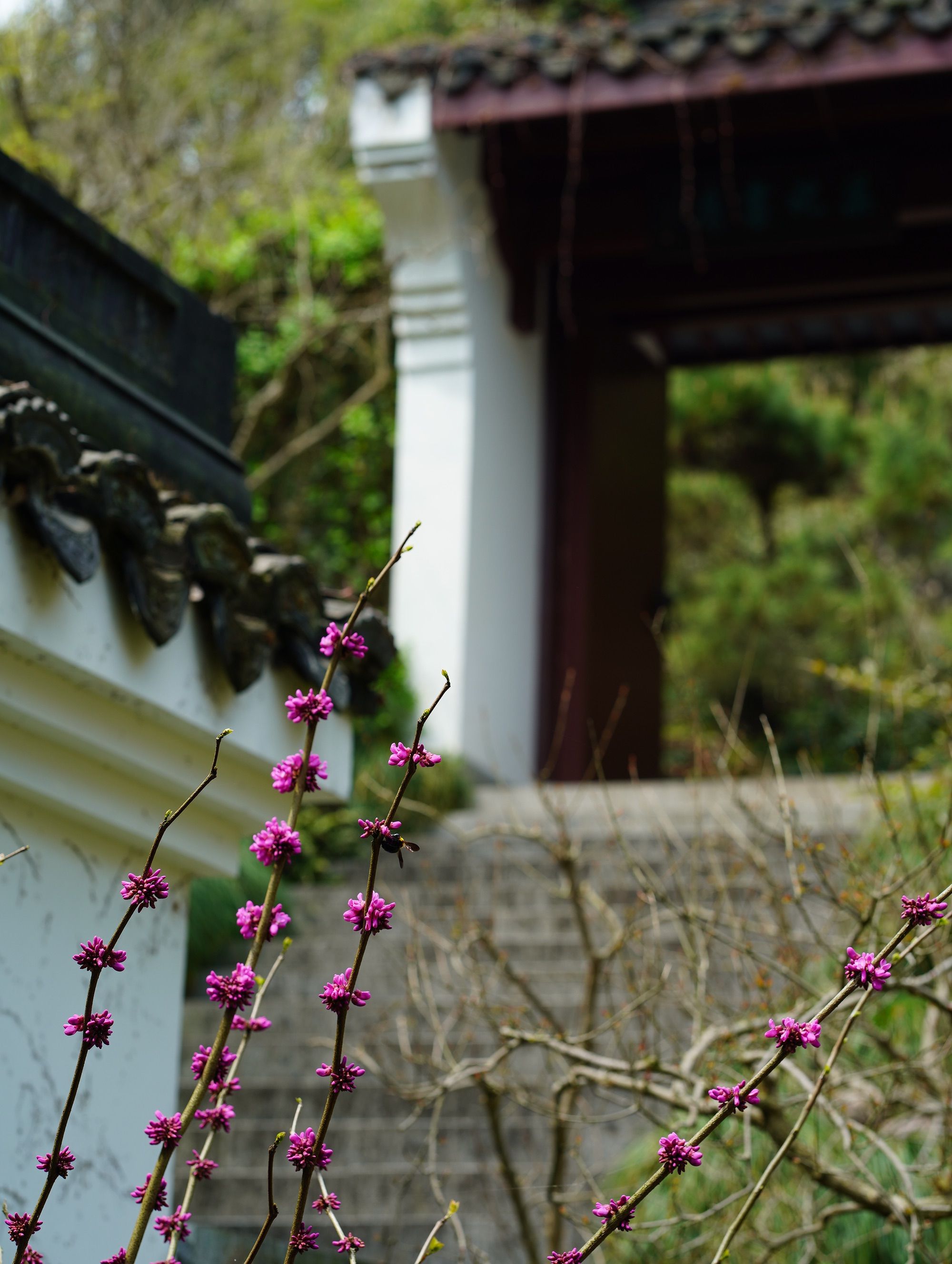 Blooming Scene Photos, Download The BEST Free Blooming Scene Stock ...