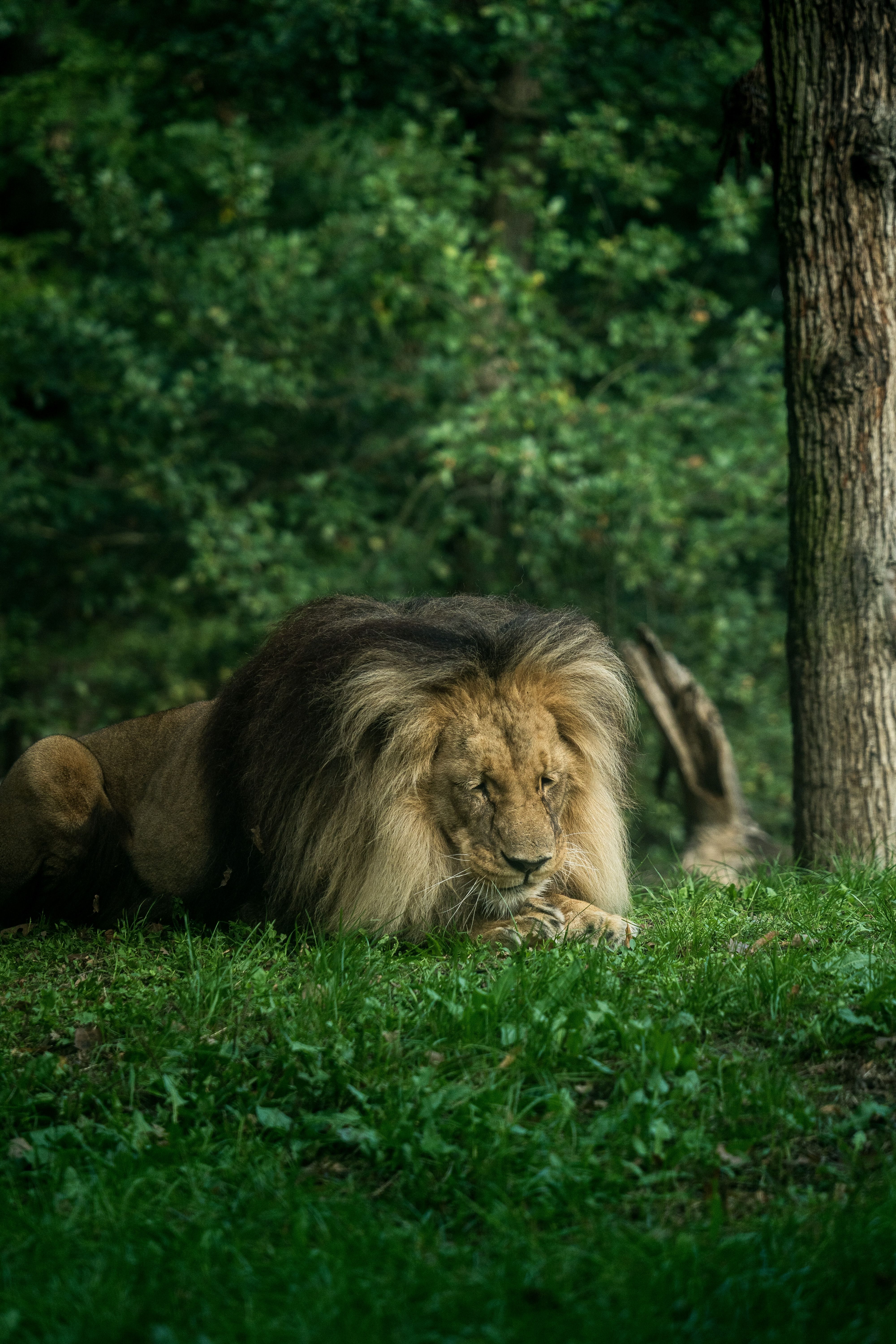 Majestic Lion Resting in Lush Forest Setting · Free Stock Photo