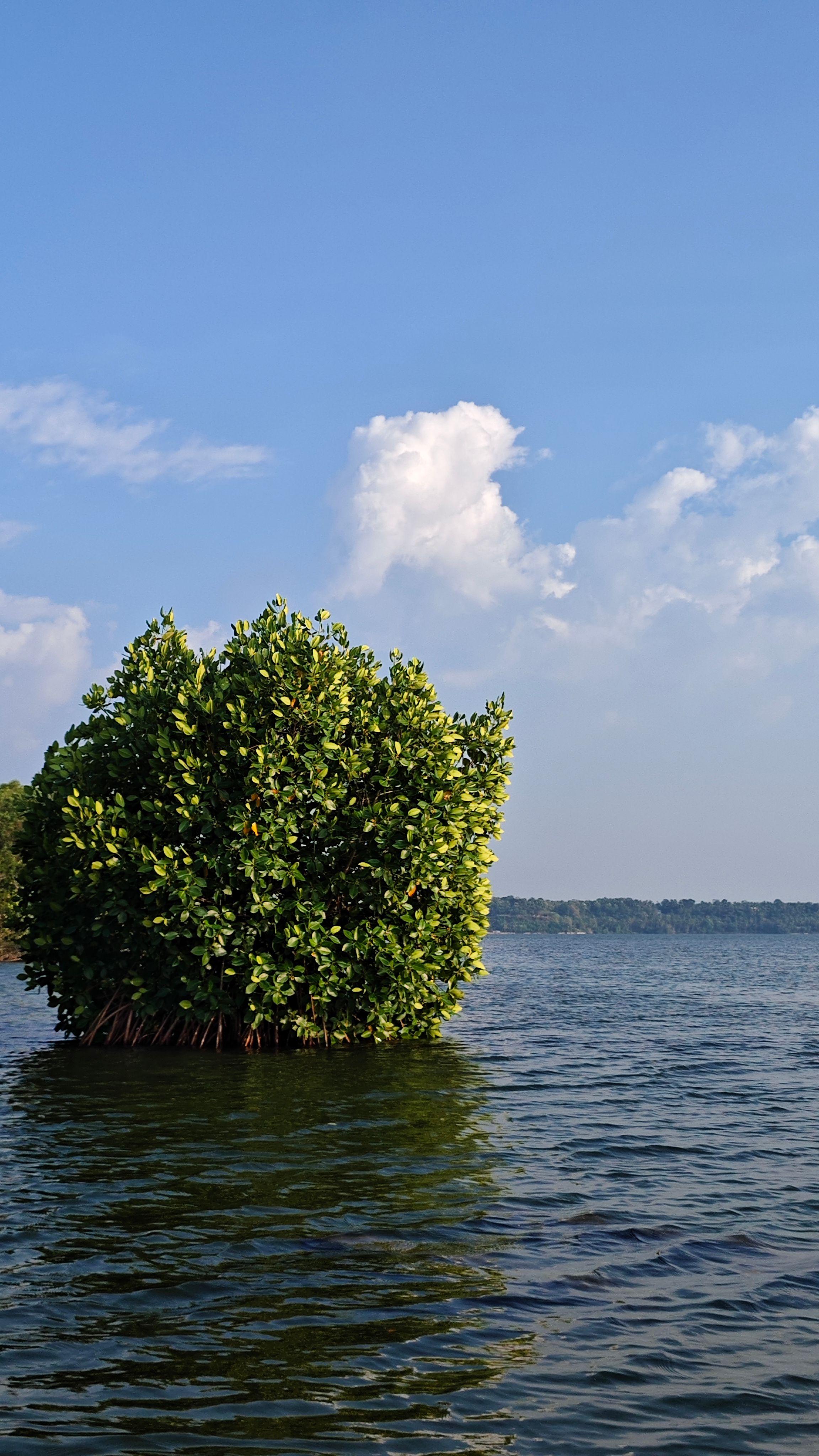 Lonely Mangrove Tree in Serene Lake Setting · Free Stock Photo