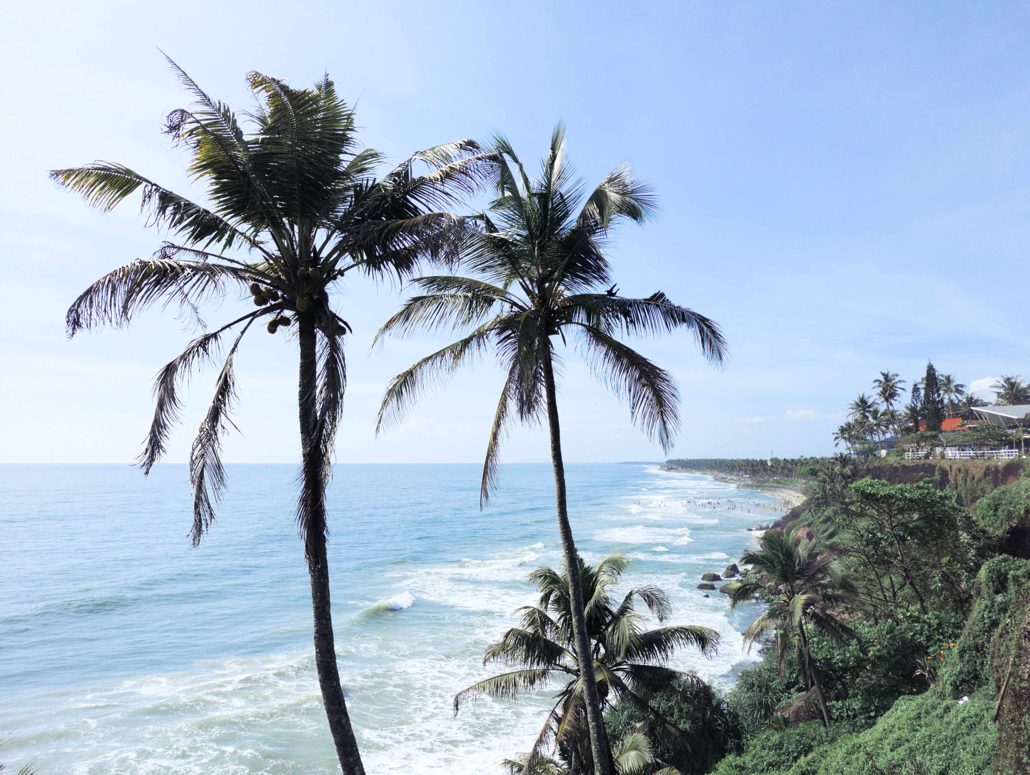 Scenic Tropical Ocean View with Palm Trees · Free Stock Photo