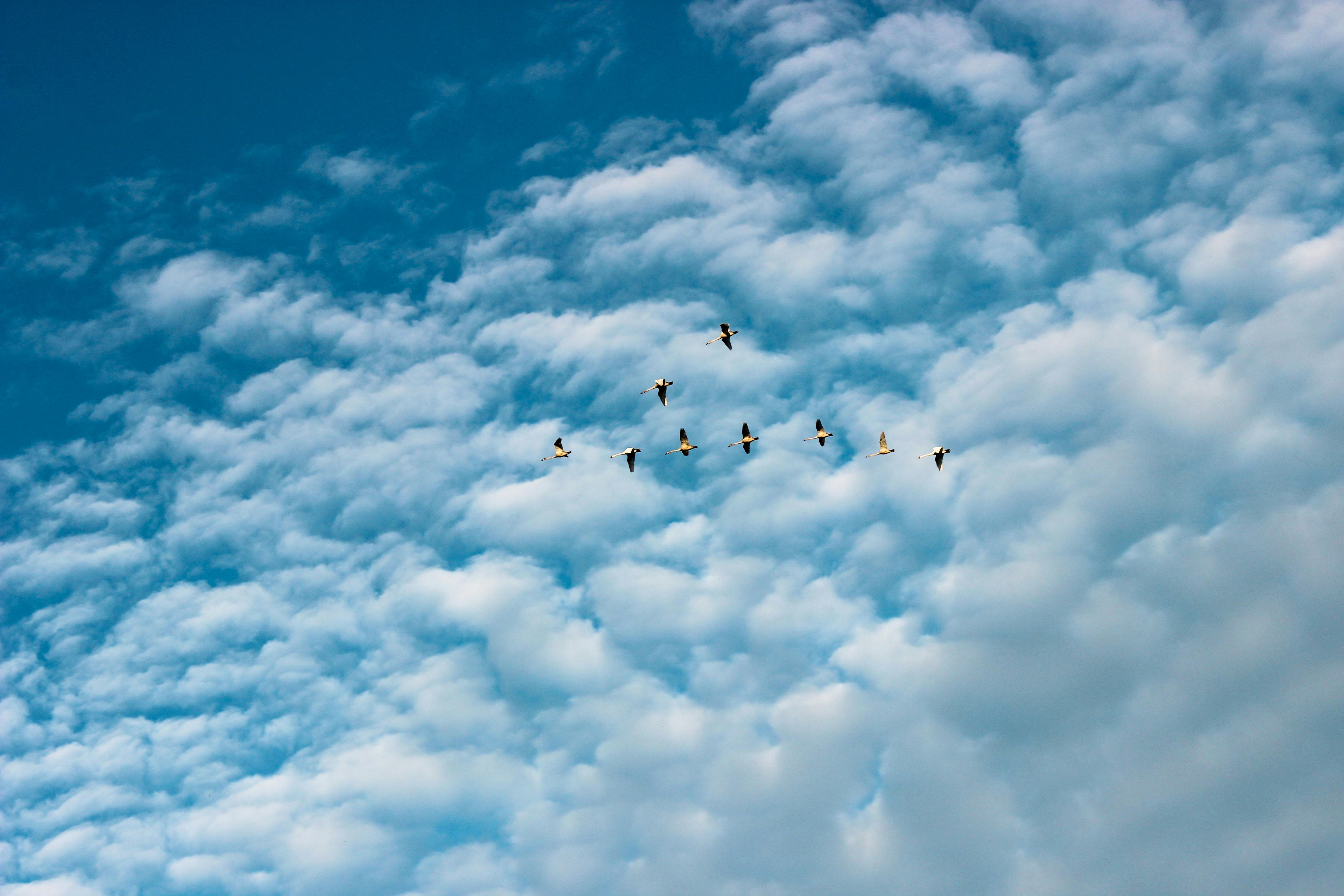 Aerial View Of Flock Of Swans Photos, Download The BEST Free Aerial ...