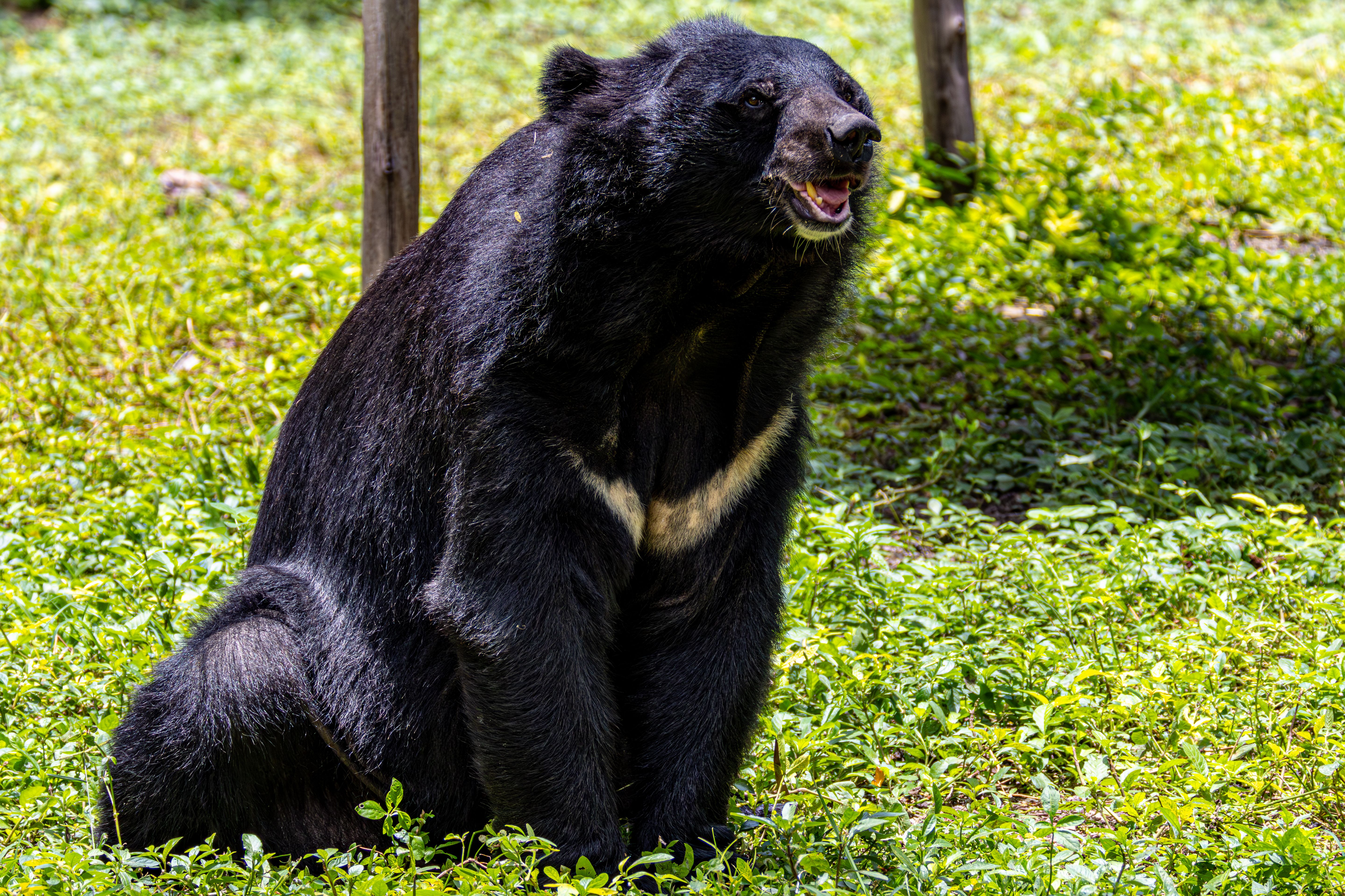 Sun Bears Photos, Download The BEST Free Sun Bears Stock Photos & HD Images
