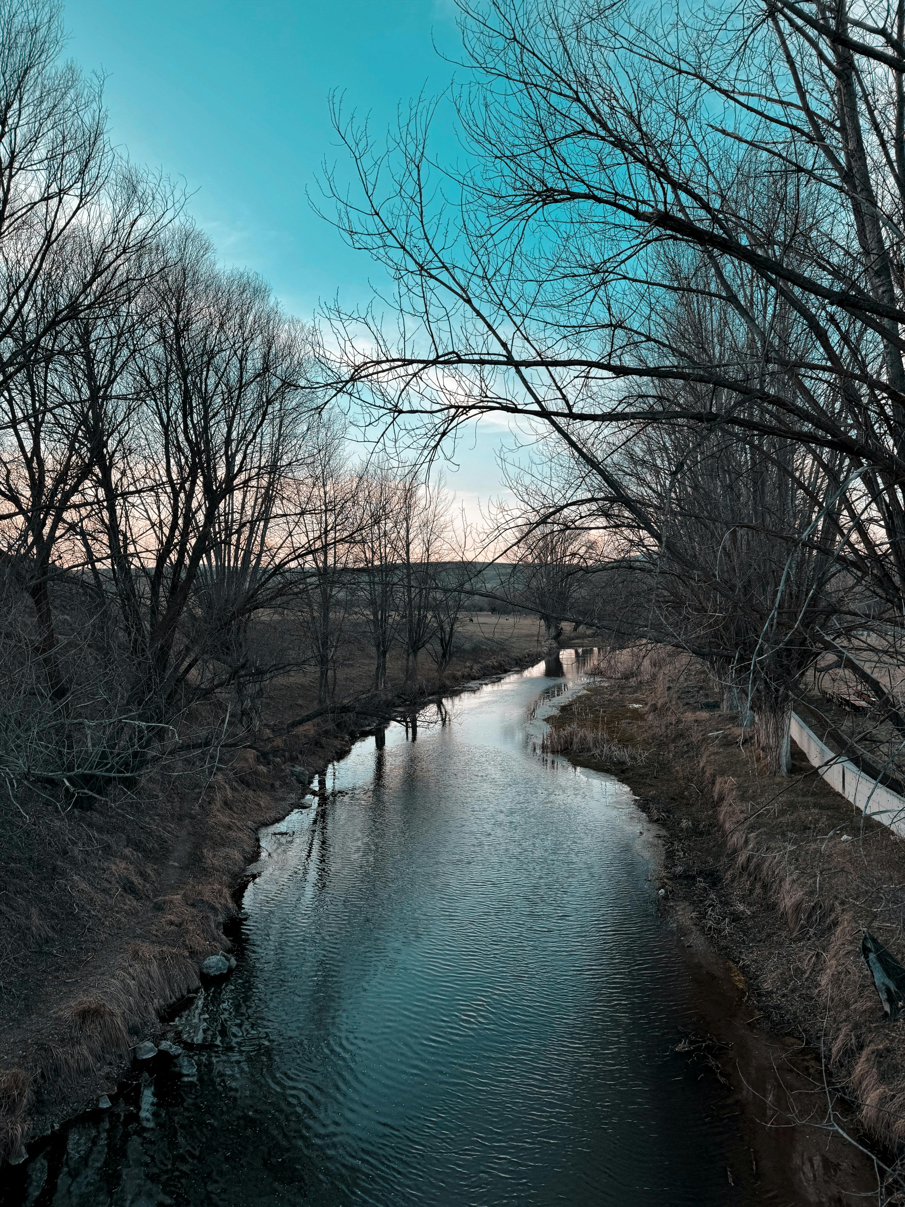 30 000+ Coq+nue banque d’images et photos libres de droit · Téléchargement gratuit · Photos Pexels