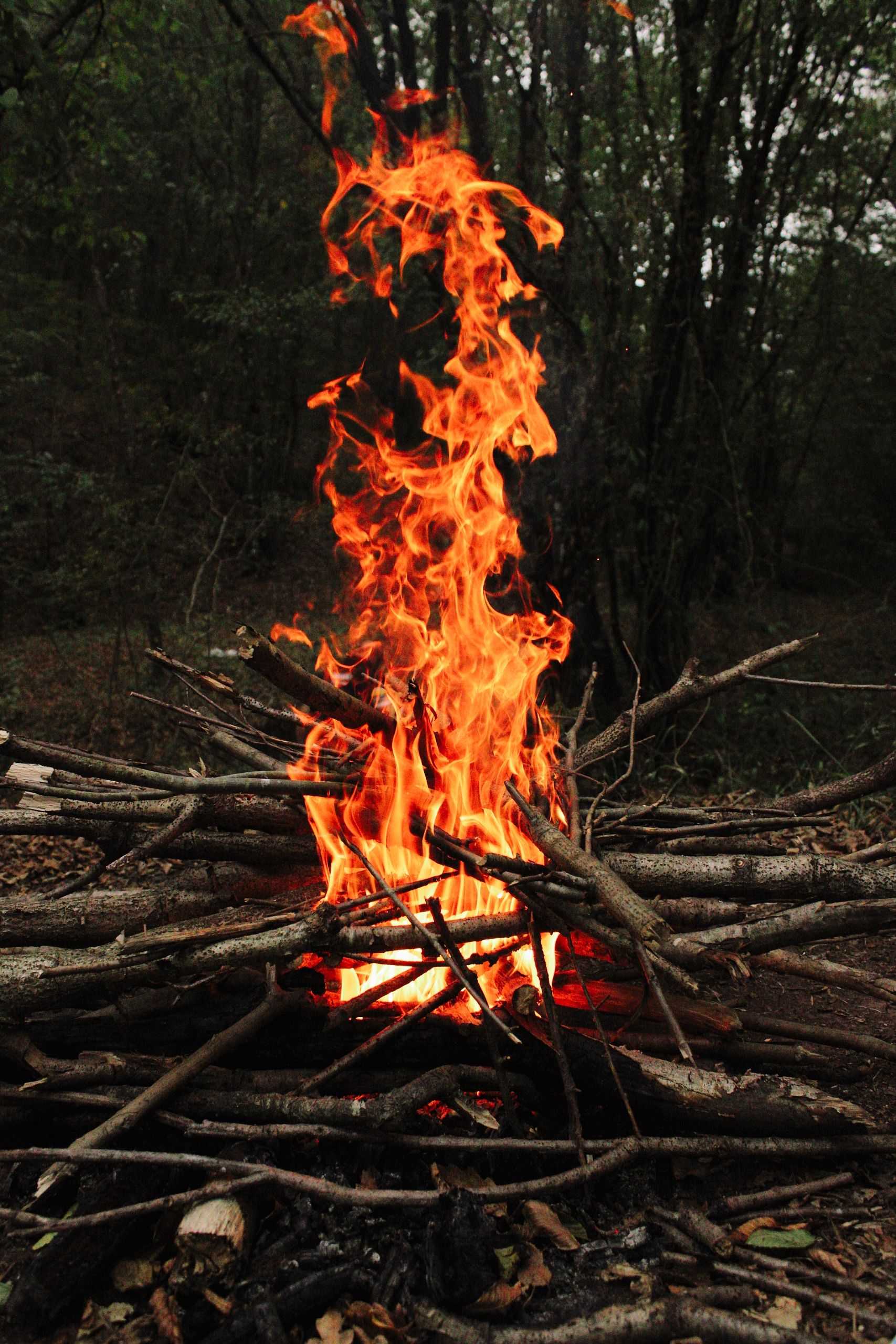 Vibrant Campfire in a Dense Forest Setting · Free Stock Photo