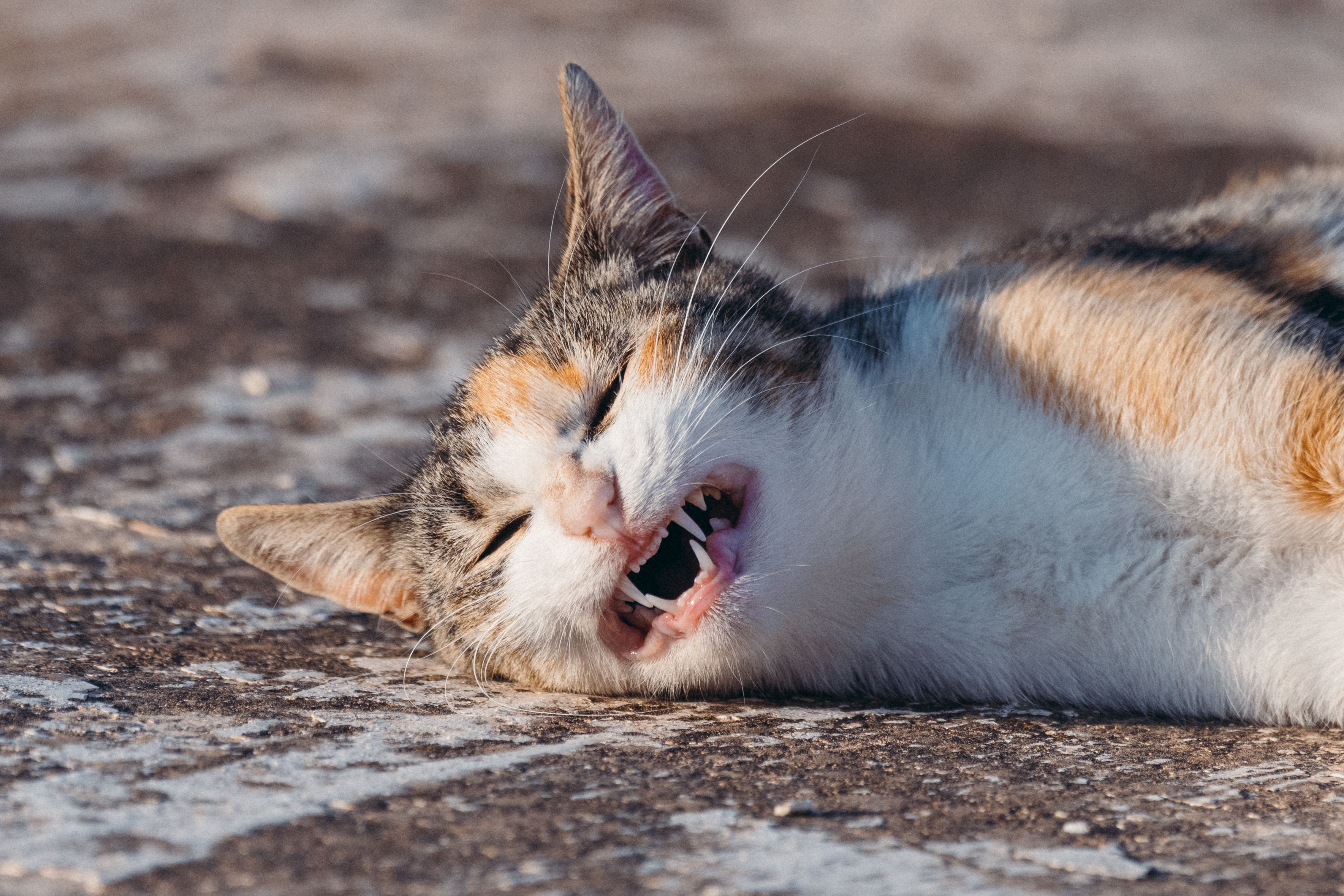 Yawning Photos, Download The BEST Free Yawning Stock Photos & HD Images