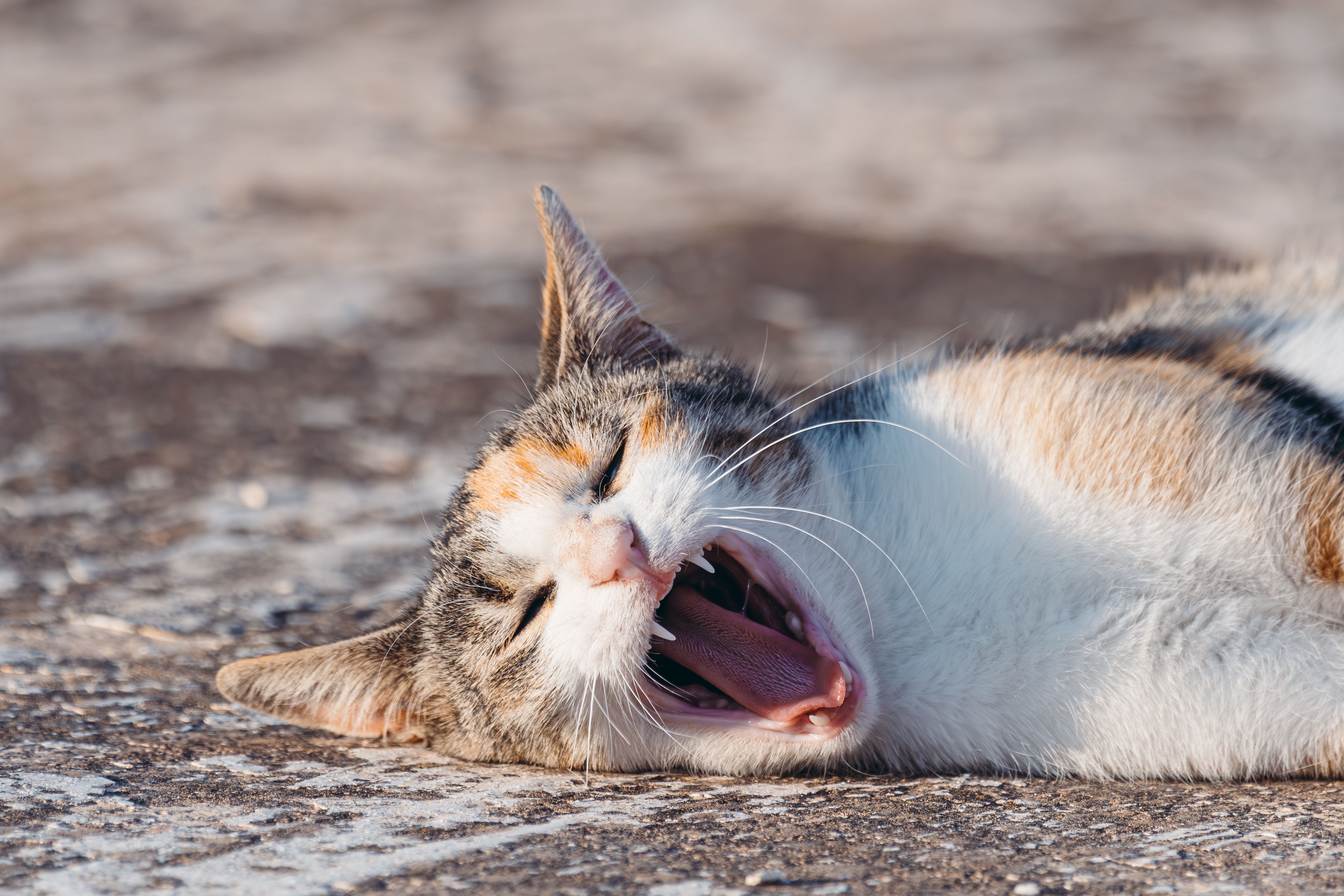 Yawning Photos, Download The BEST Free Yawning Stock Photos & HD Images