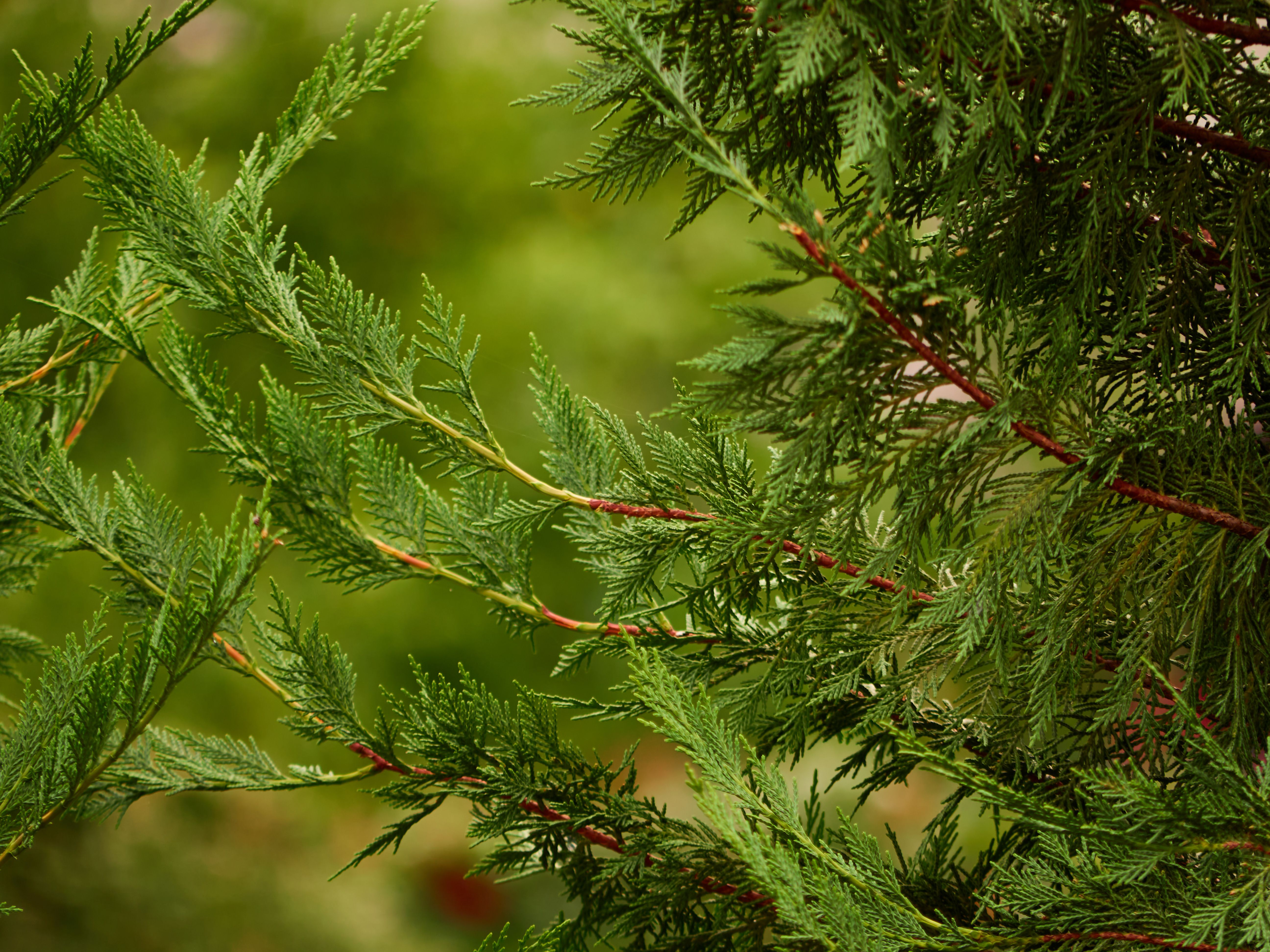 Close-up of Lush Green Conifer Branches in Nature · Free Stock Photo