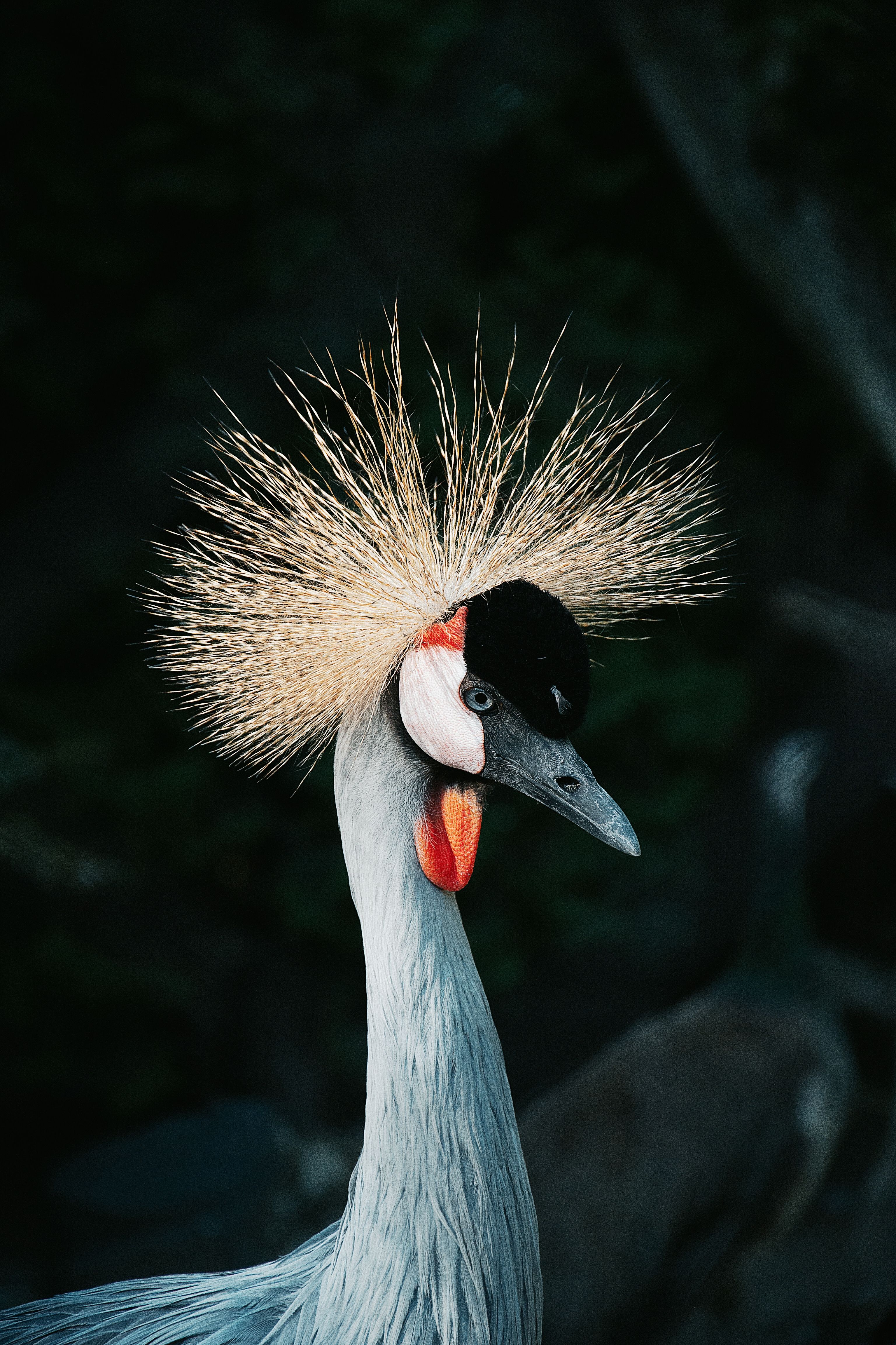 Crested Crane Wallpaper Photos, Download The BEST Free Crested Crane ...