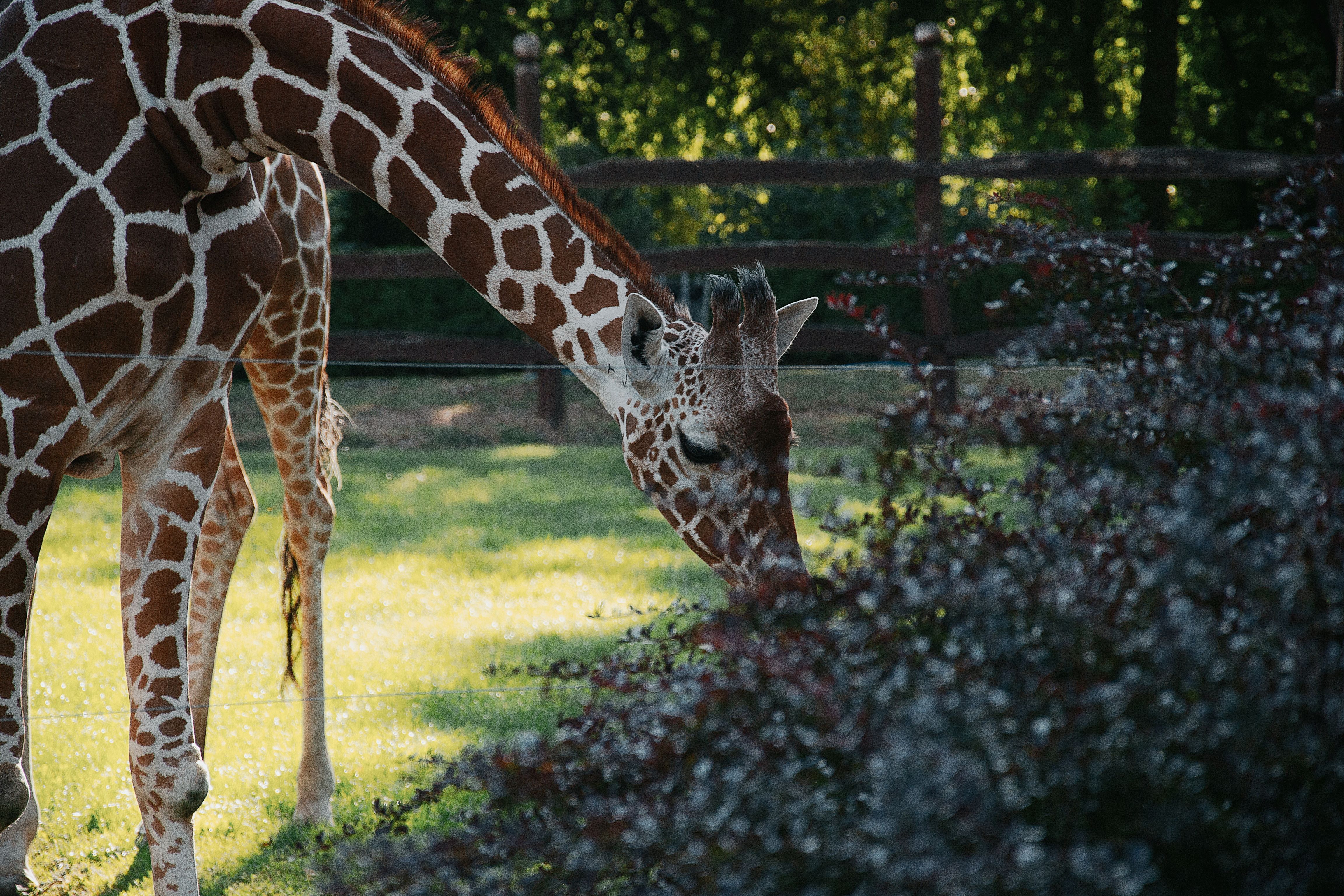 90.000+ melhores imagens de Zoo 4k Wallpaper · Download 100% grátis ...