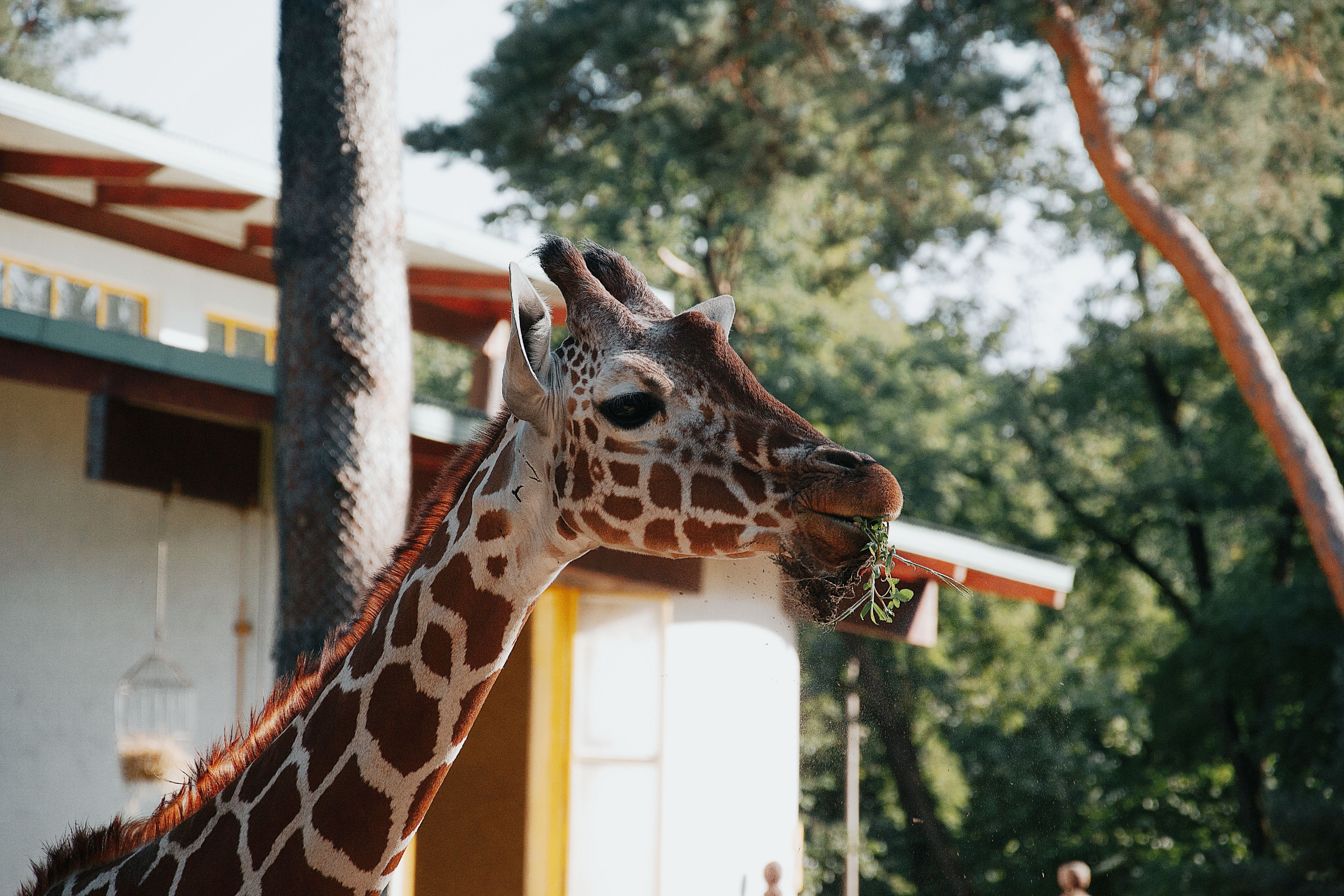 90.000+ melhores imagens de Zoo 4k Wallpaper · Download 100% grátis ...