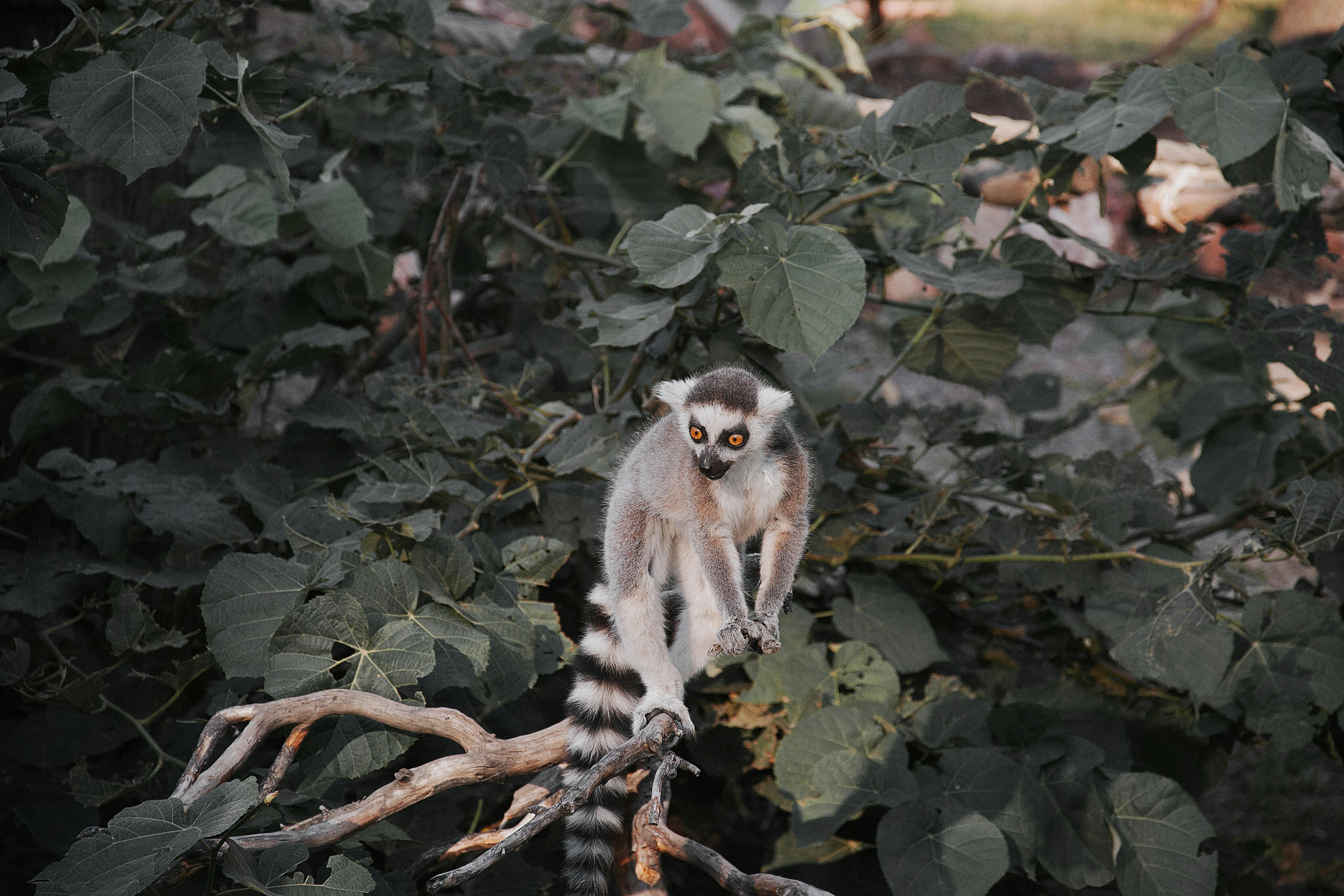 Lémur De Cola Anillada En Su Hábitat Natural, Hungría · Foto de stock ...