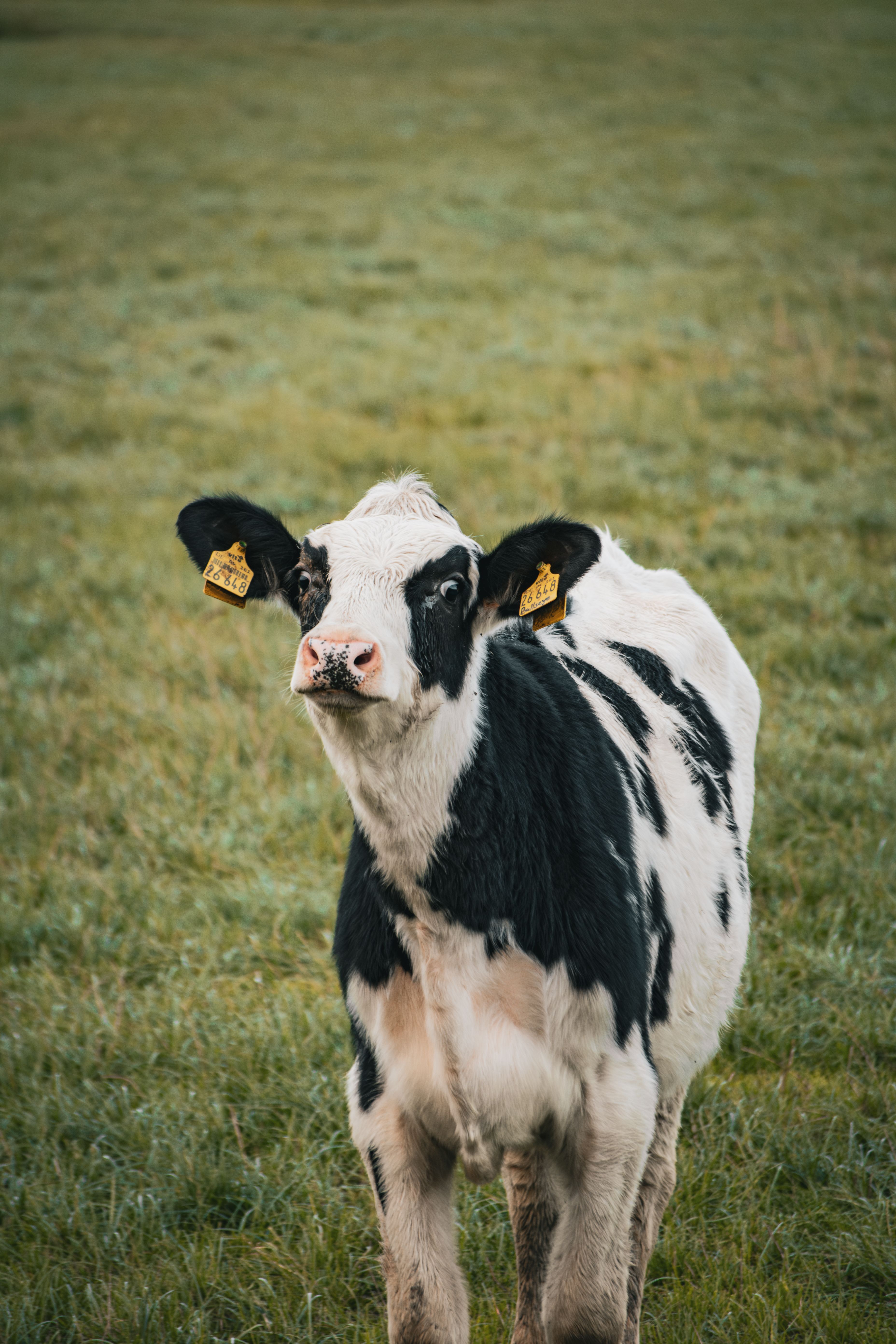 Holstein Friesian Calf on Green Pasture in Bremen · Free Stock Photo