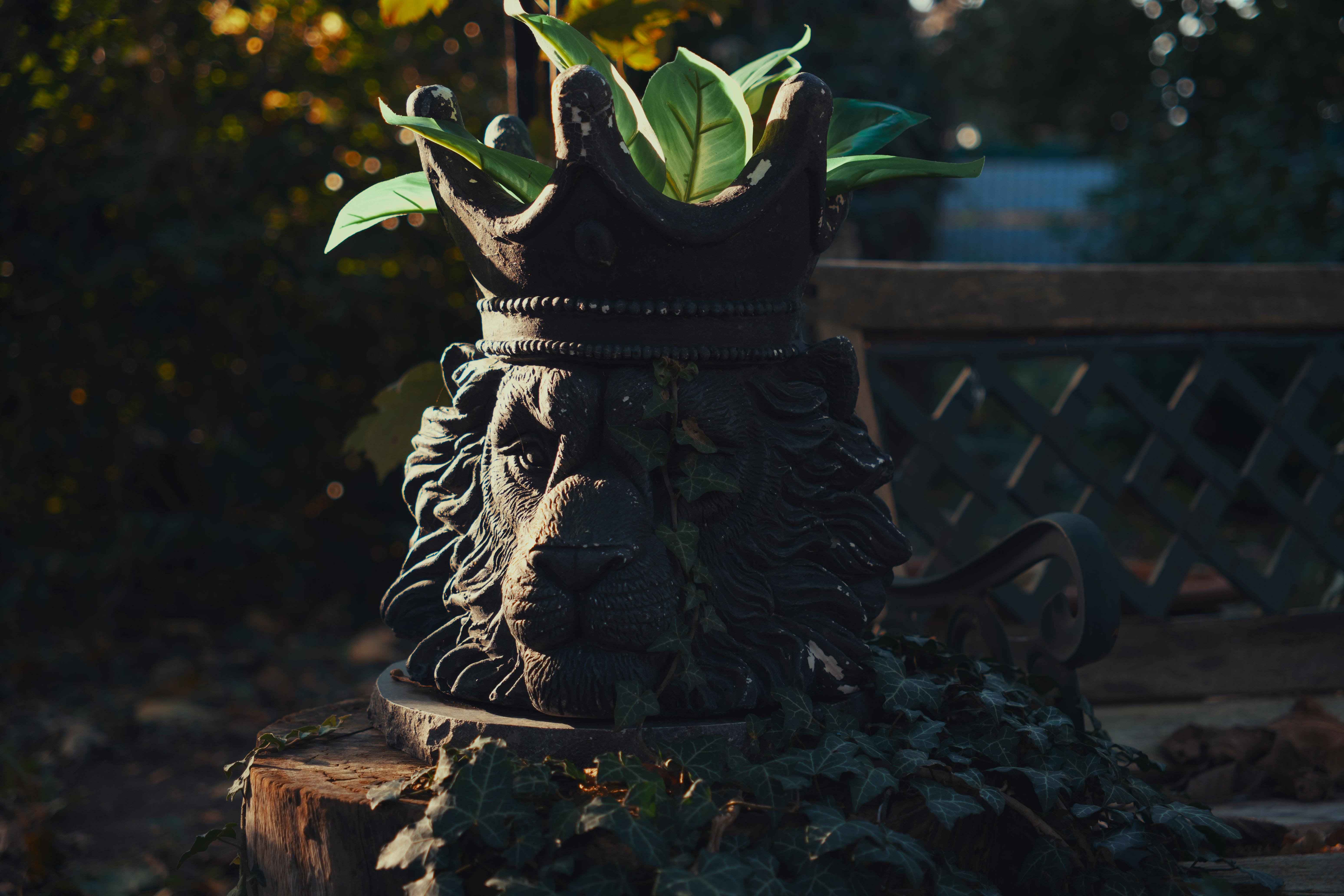 The Lion King Simba Photos, Download The BEST Free The Lion King Simba Stock Photos & HD Images