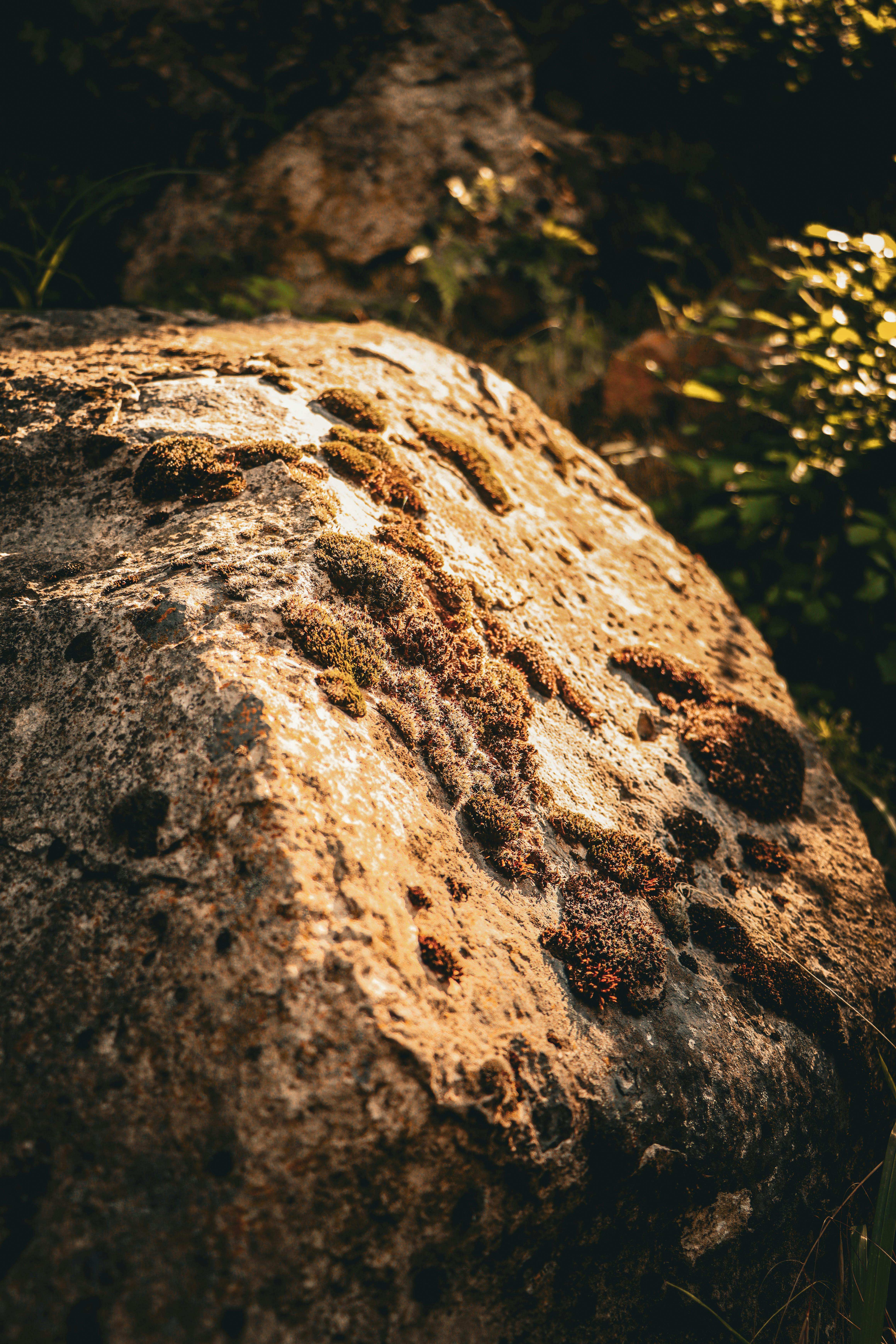 Moss-Covered Rock in Warm Evening Light · Free Stock Photo