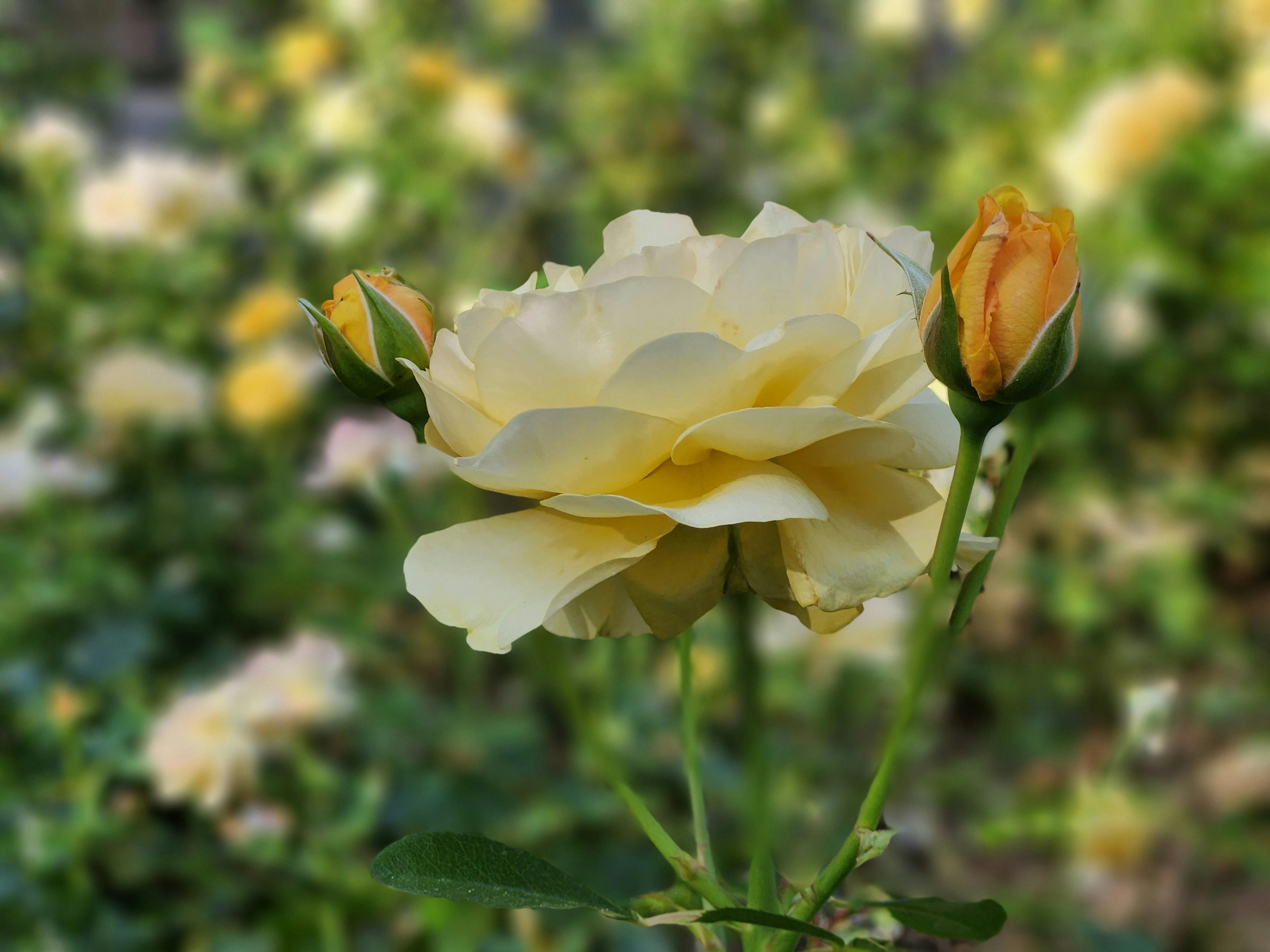 Close Up Van Gele Roos Met Knoppen In De Tuin · Gratis stockfoto