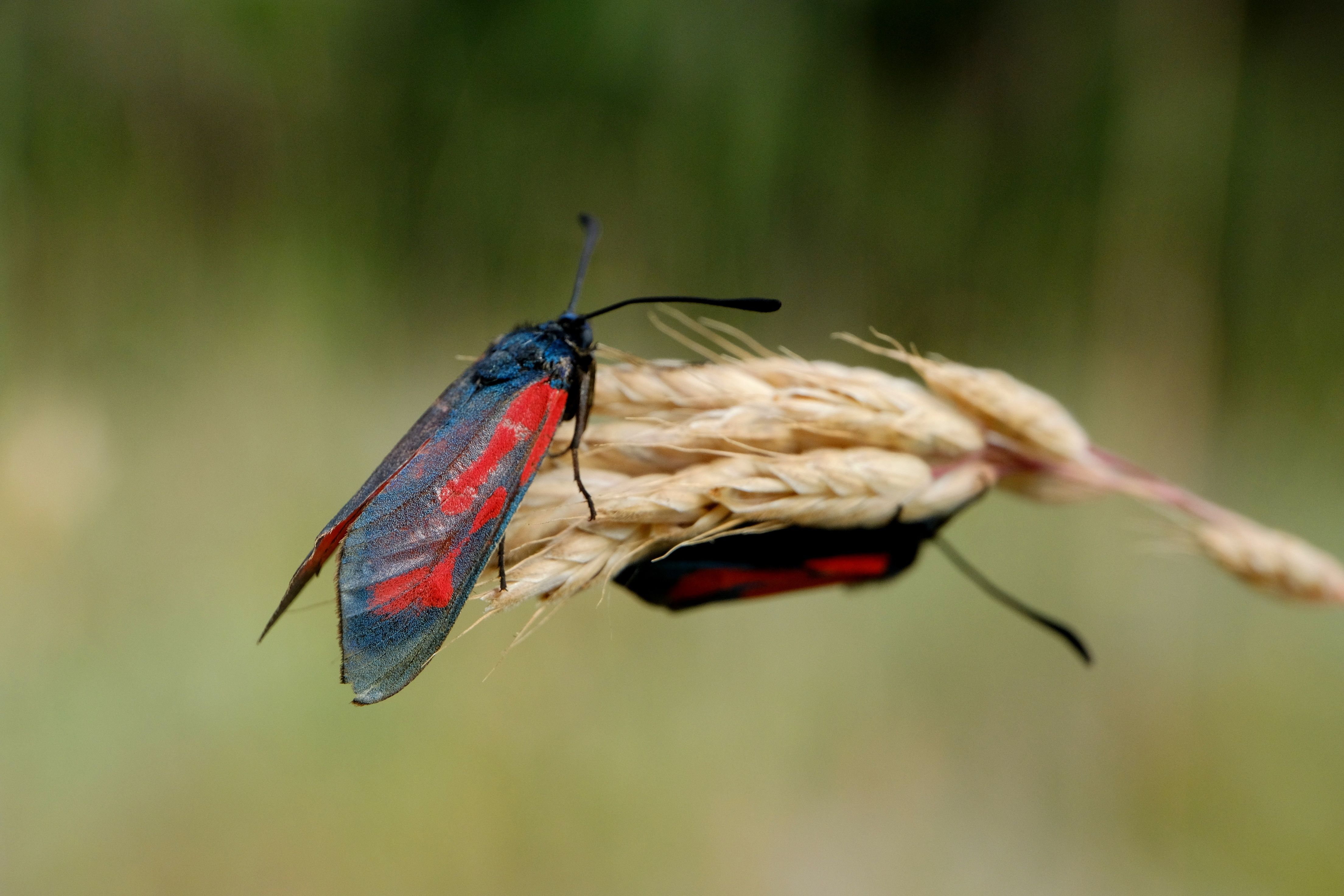 Close-up of Six-Spot Burnet Moths on Grass · Free Stock Photo