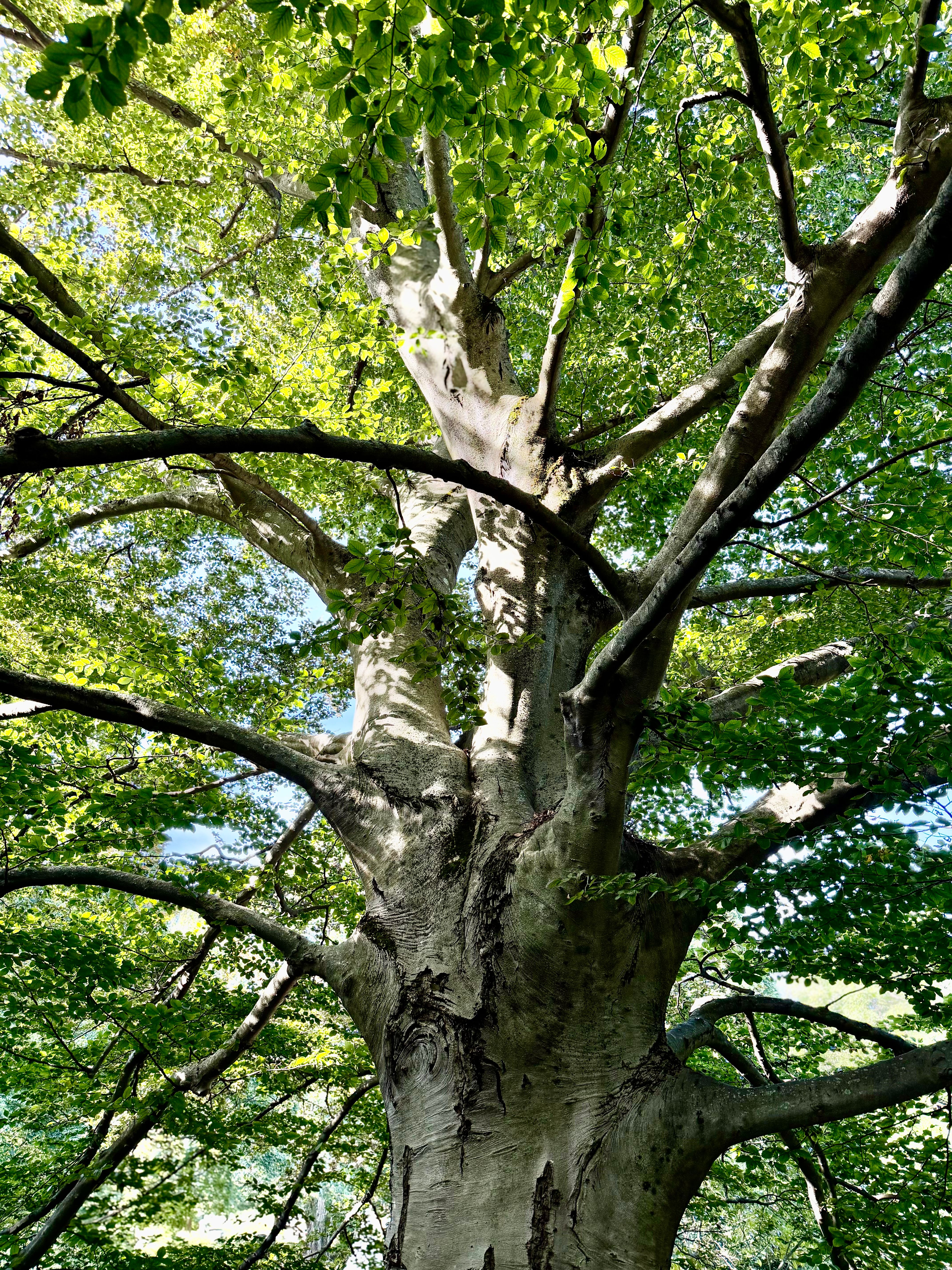 Low-angle Shot Photography of Green Trees · Free Stock Photo