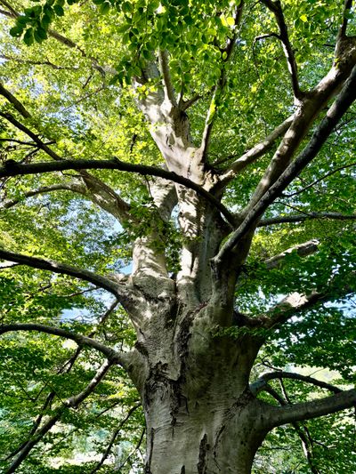 100,000+ Best Tree Images · 100% Free Download · Pexels Stock Photos