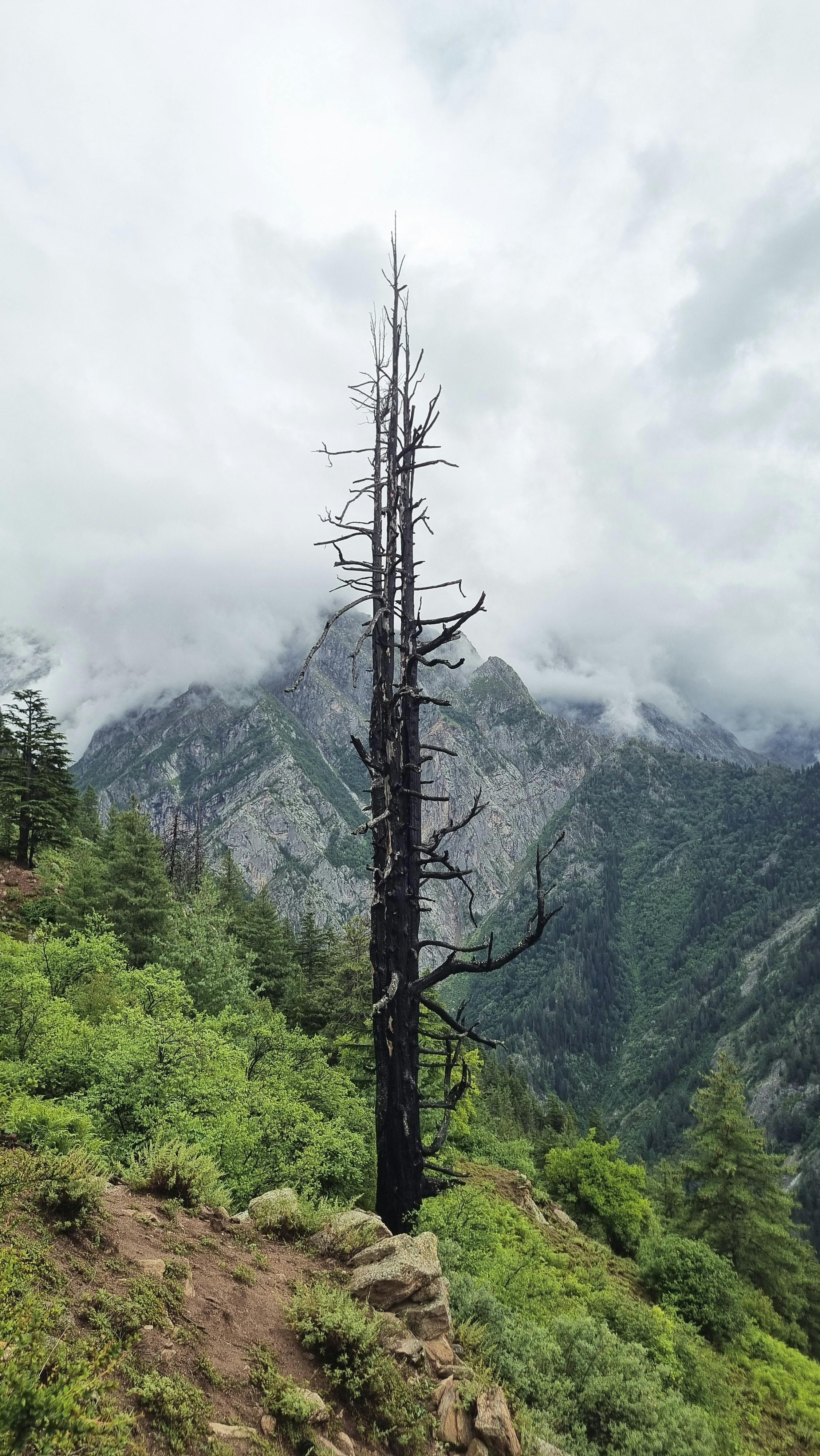 30 000+ Coq+nue banque d’images et photos libres de droit · Téléchargement gratuit · Photos Pexels