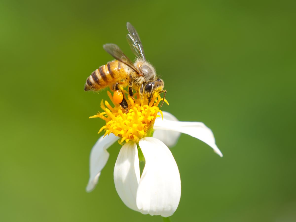 Bee Wings Photos, Download The BEST Free Bee Wings Stock Photos & HD Images