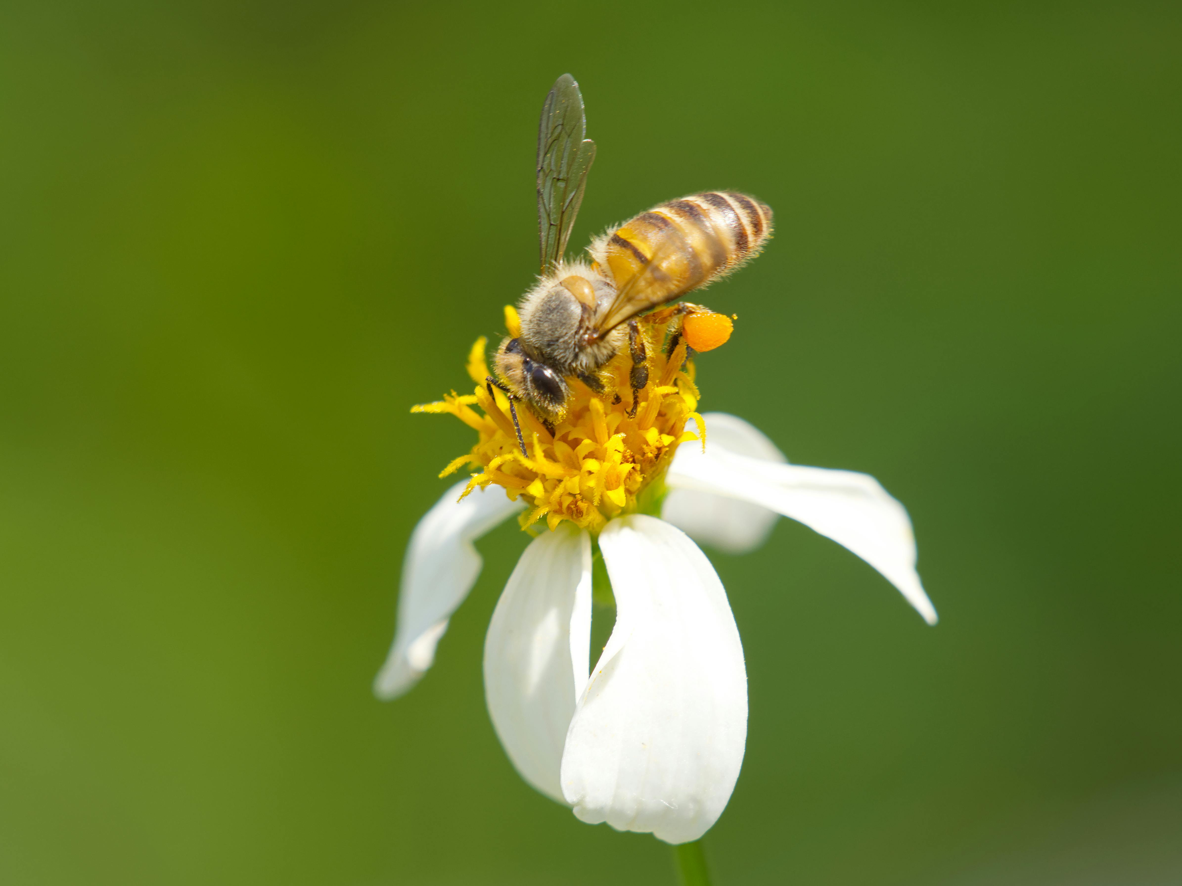 Honey Bee Pollinating a White Daisy in Spring · Free Stock Photo