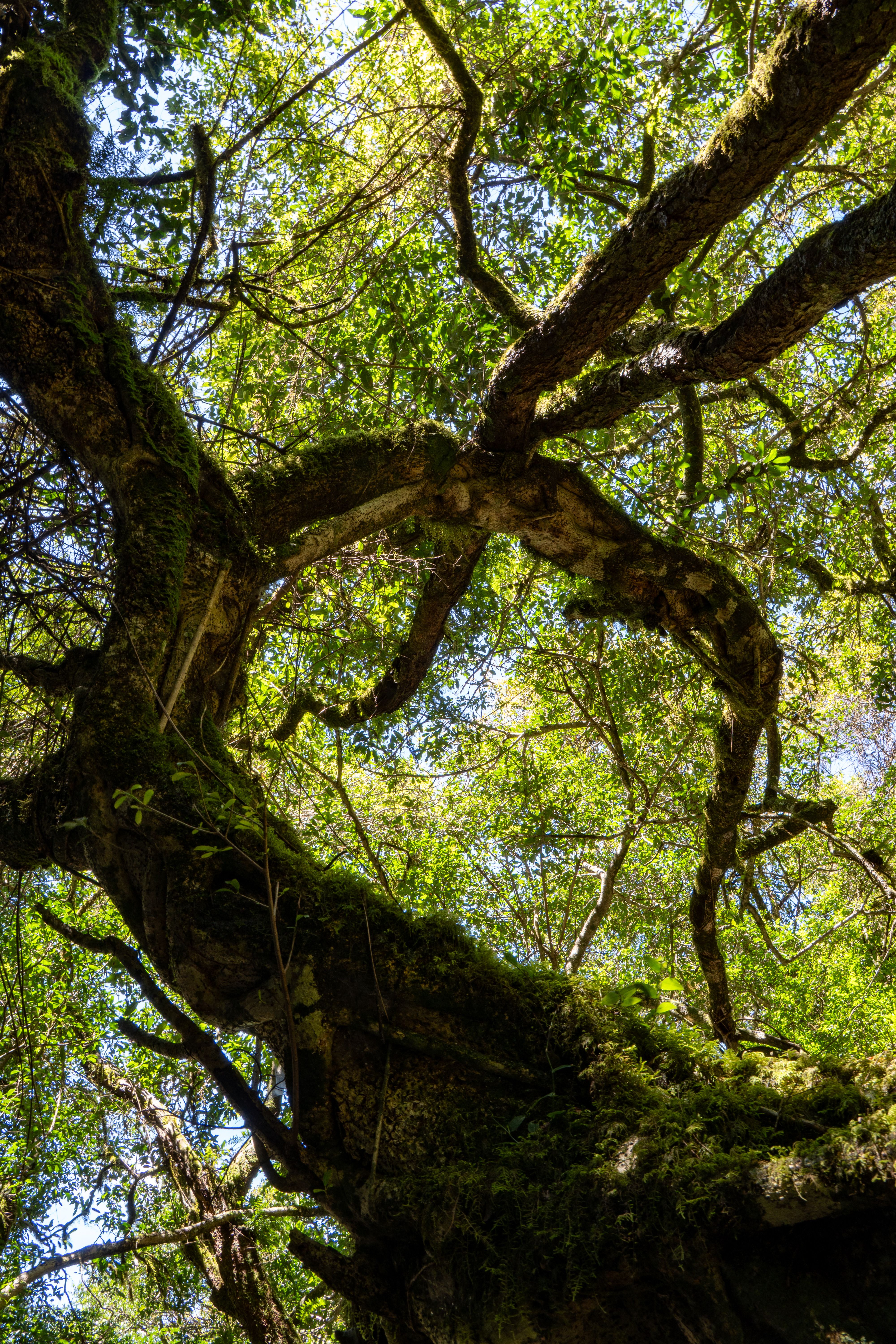Green Tree Photo · Free Stock Photo