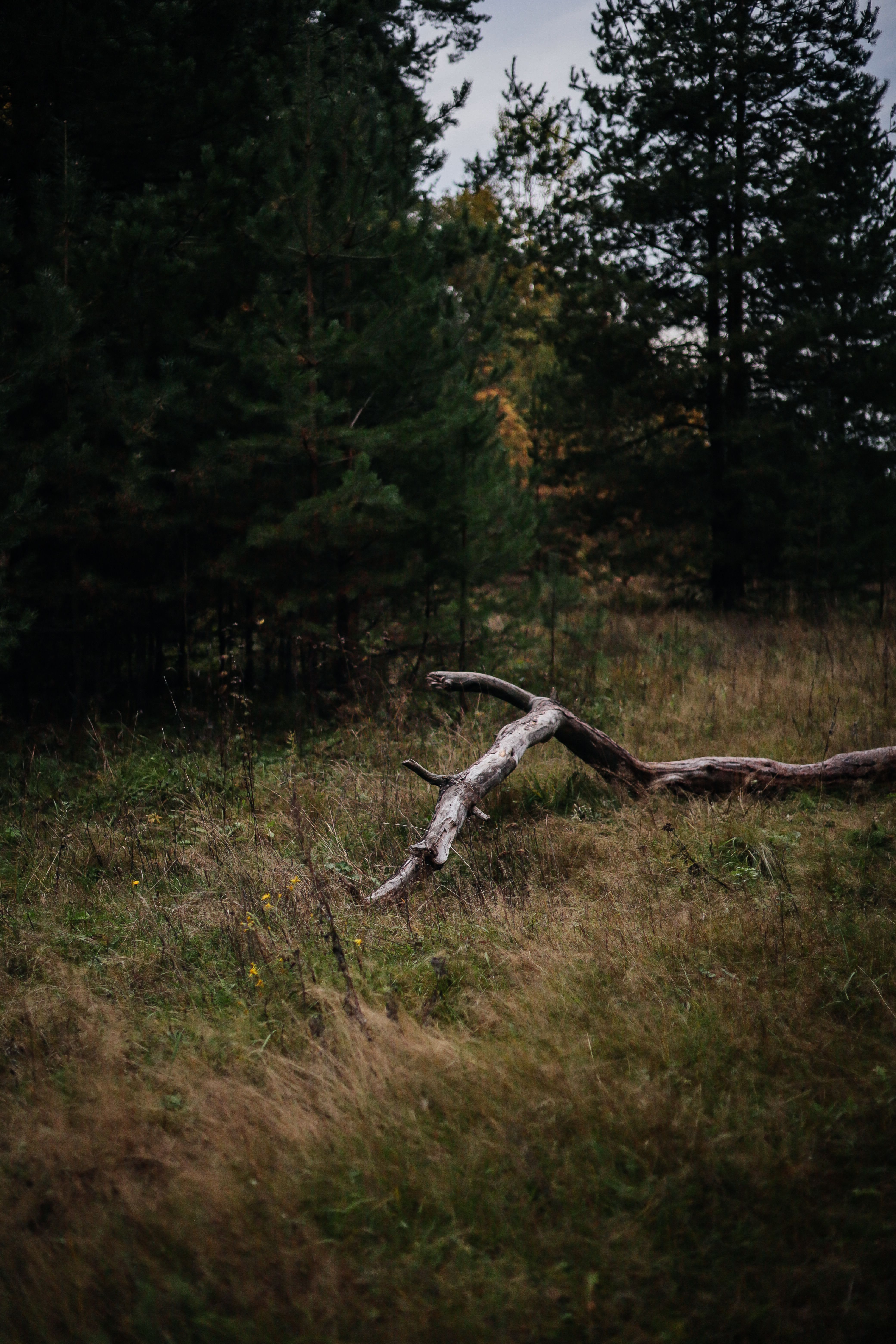 Moody Forest Scene with Fallen Tree Branch · Free Stock Photo