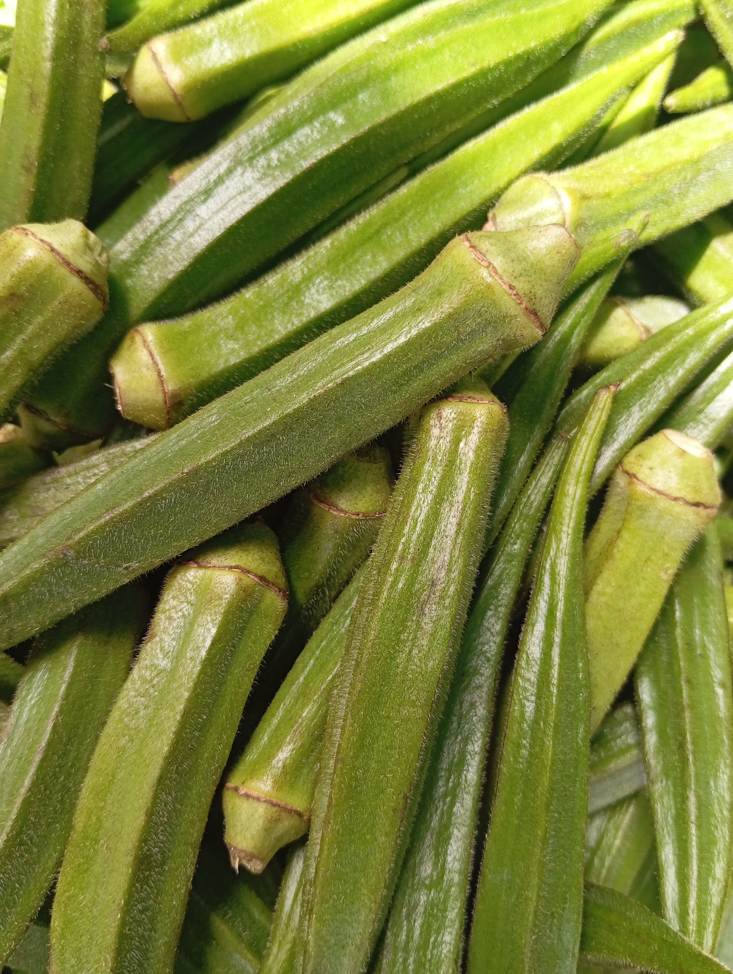Okra Photos, Download The BEST Free Okra Stock Photos & HD Images