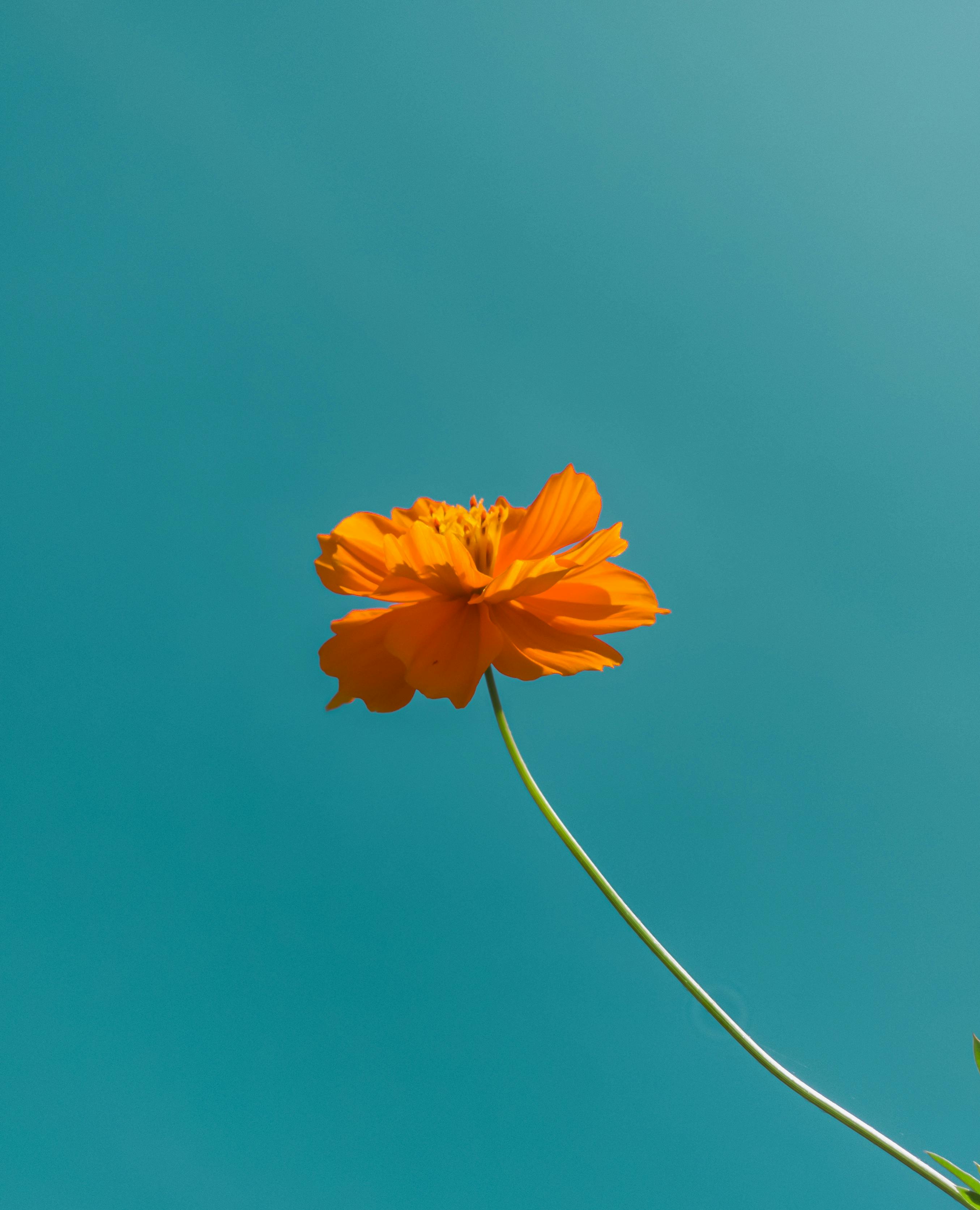 Bright Orange Cosmos Flower Against Cyan Sky · Free Stock Photo