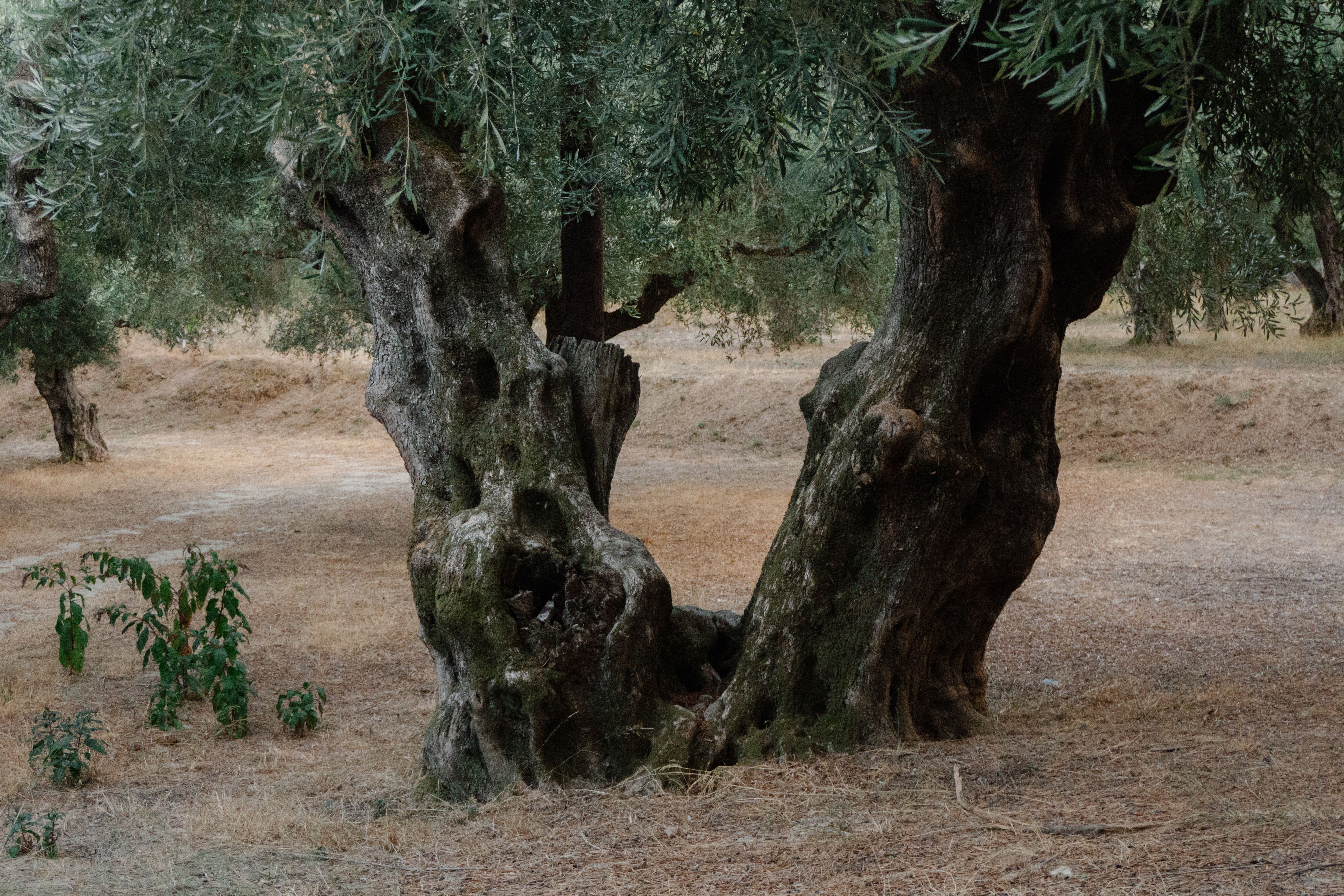 Ancient Olive Trees in Zakynthos Grove · Free Stock Photo
