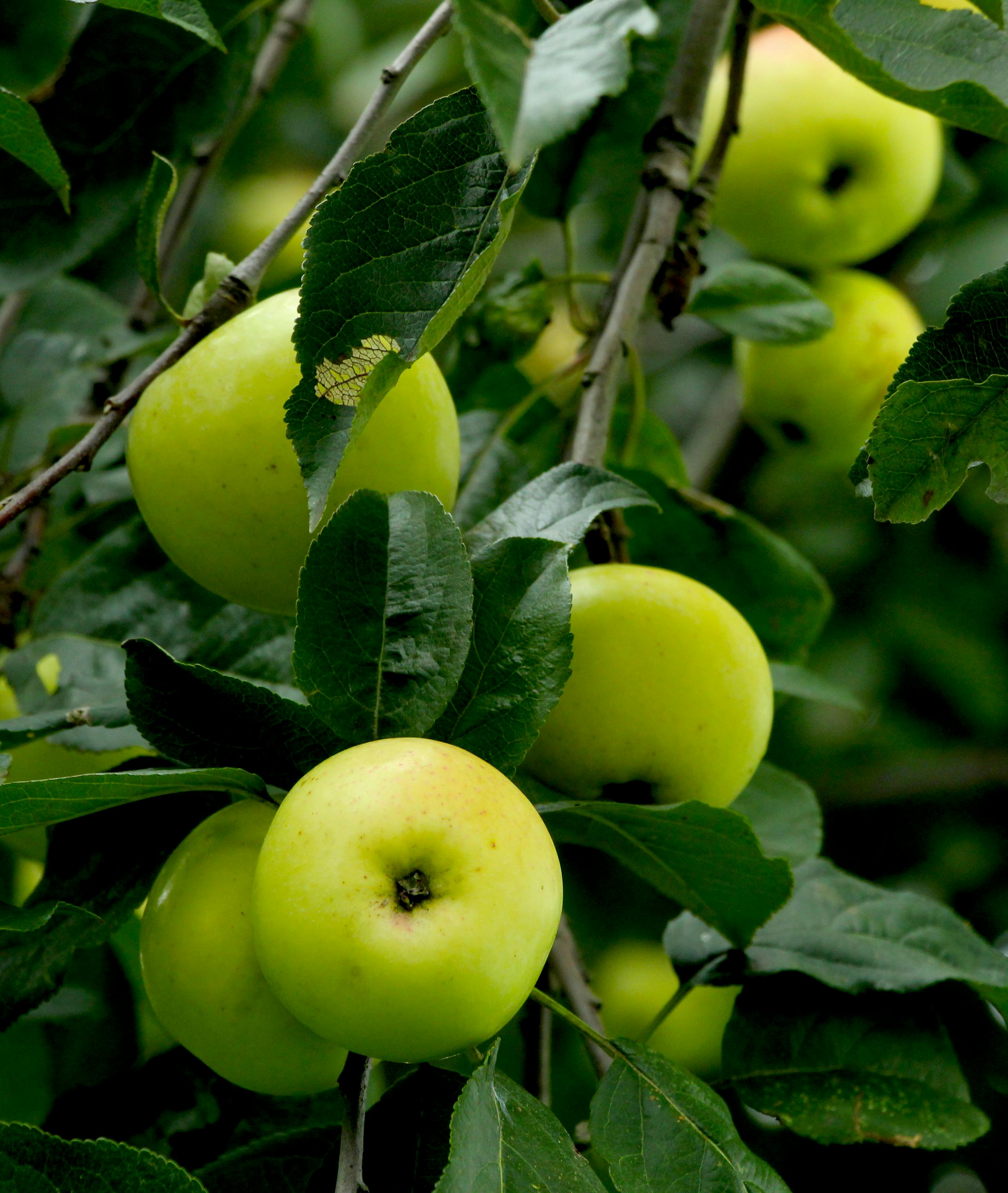 Tree Plantation Photos, Download The BEST Free Tree Plantation Stock ...