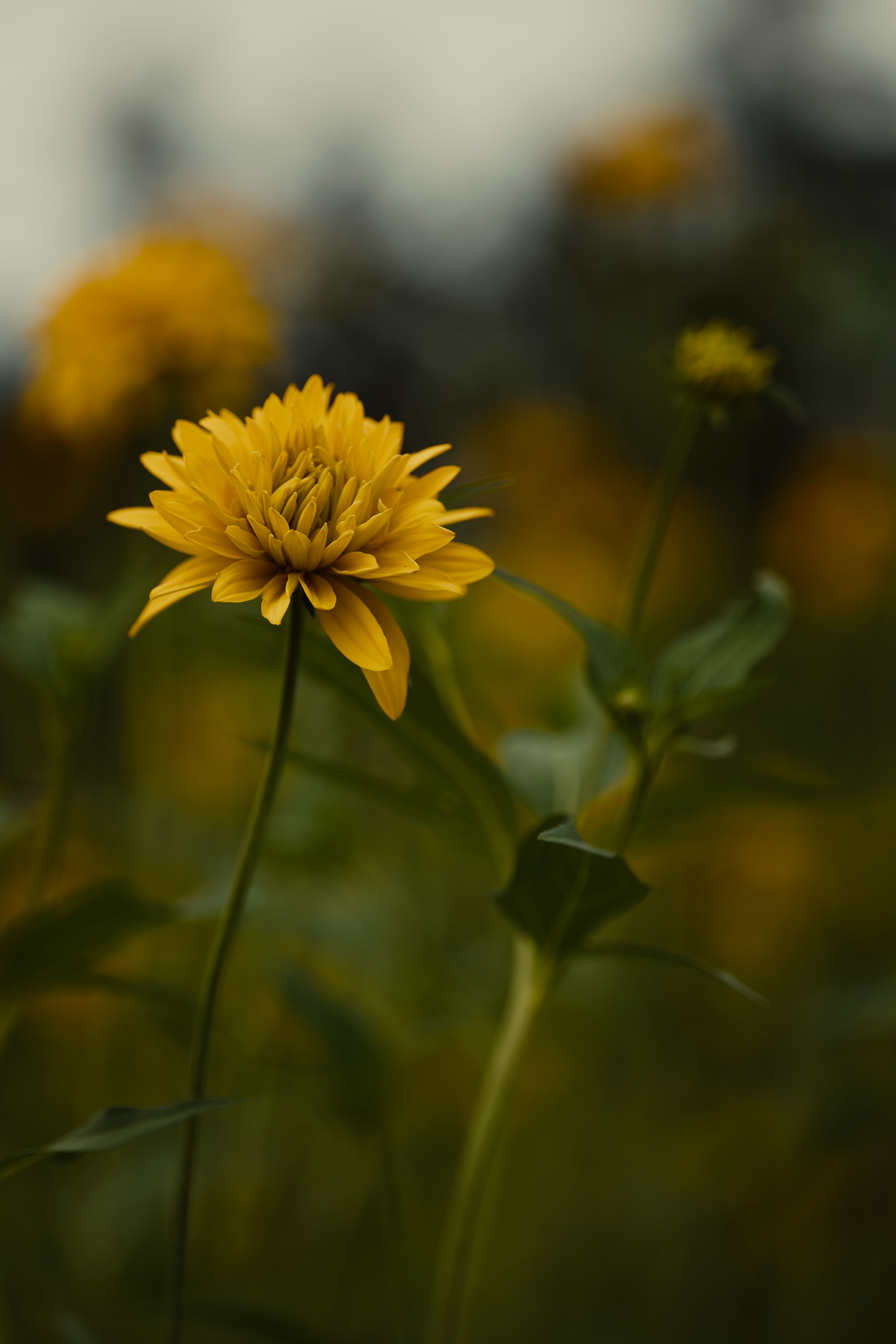 Flower Aesthetics Photos, Download The BEST Free Flower Aesthetics ...
