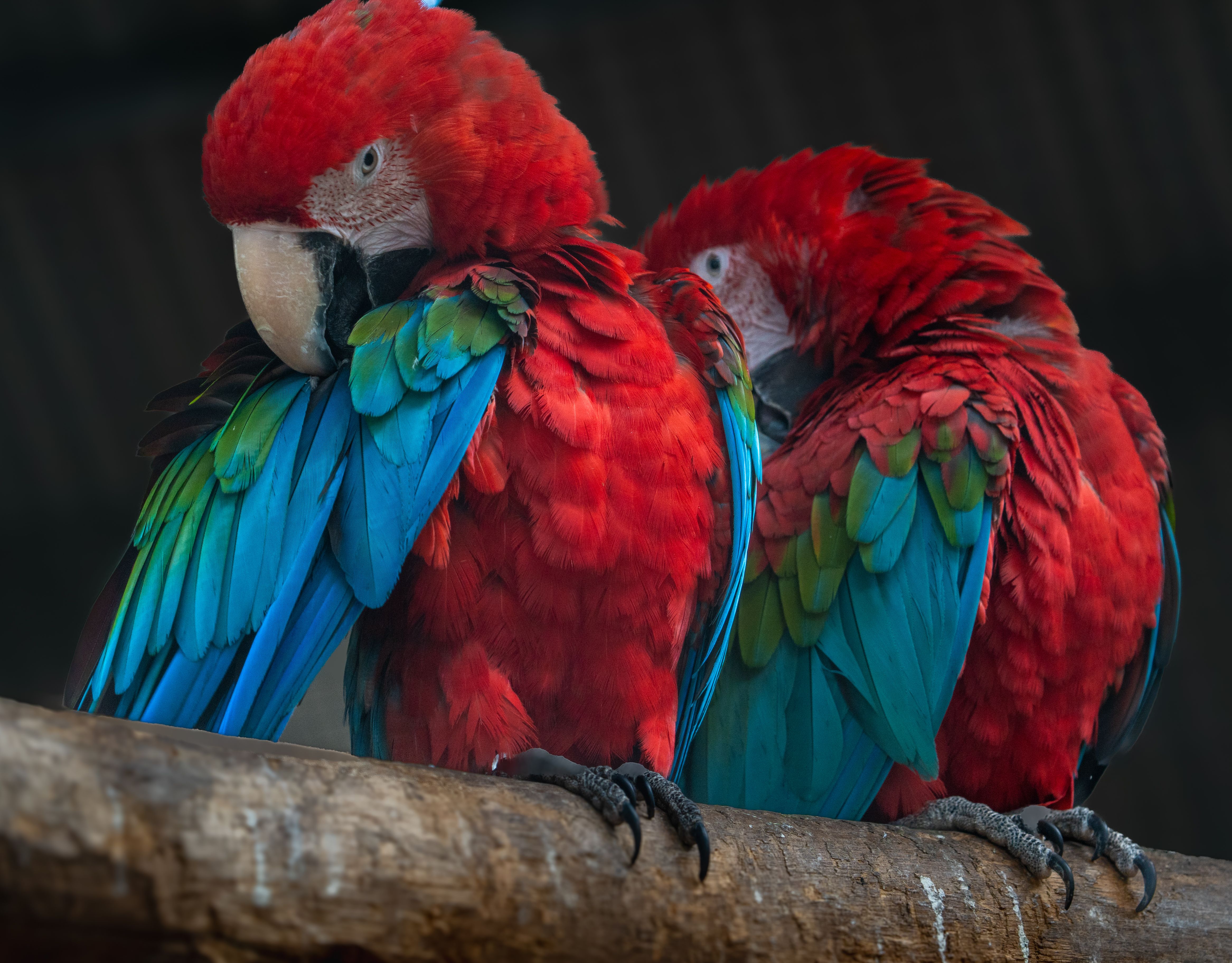 Colorful Scarlet Macaws Perched Together · Free Stock Photo
