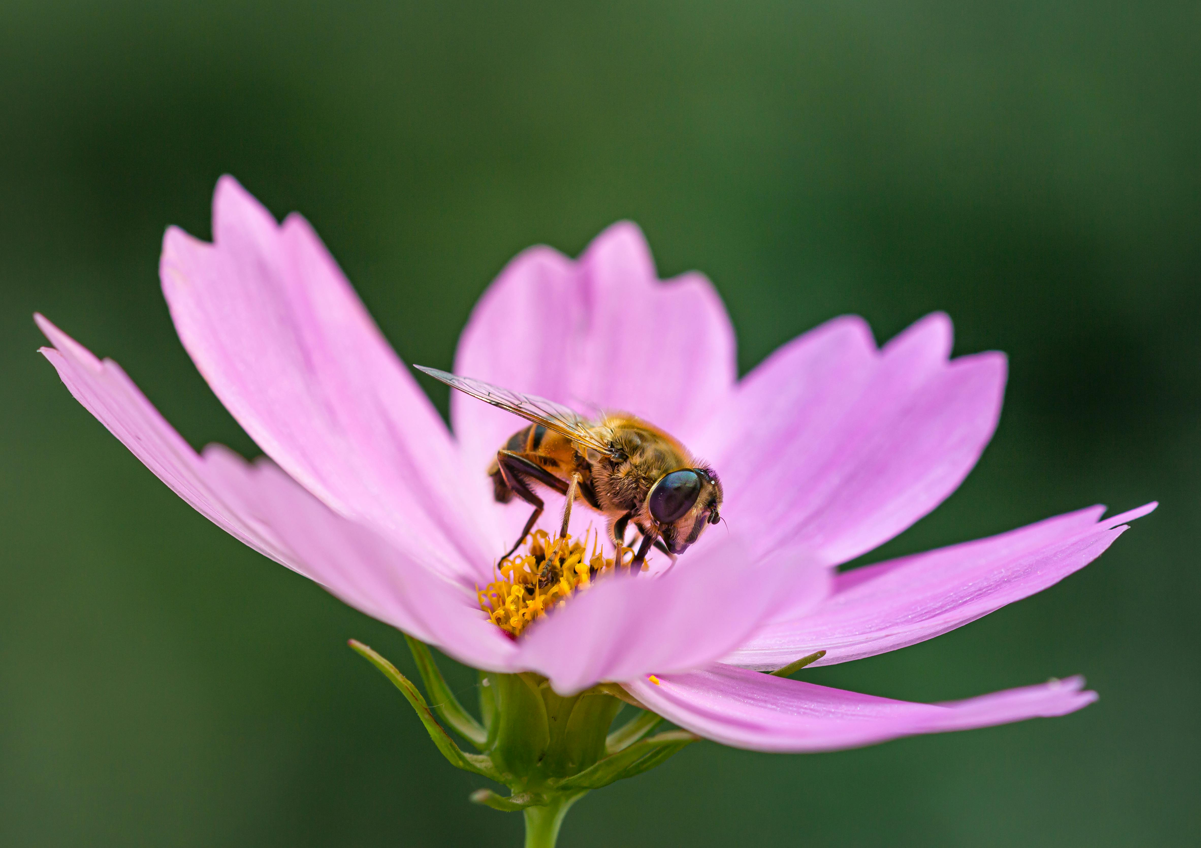 Bee on White Flower · Free Stock Photo