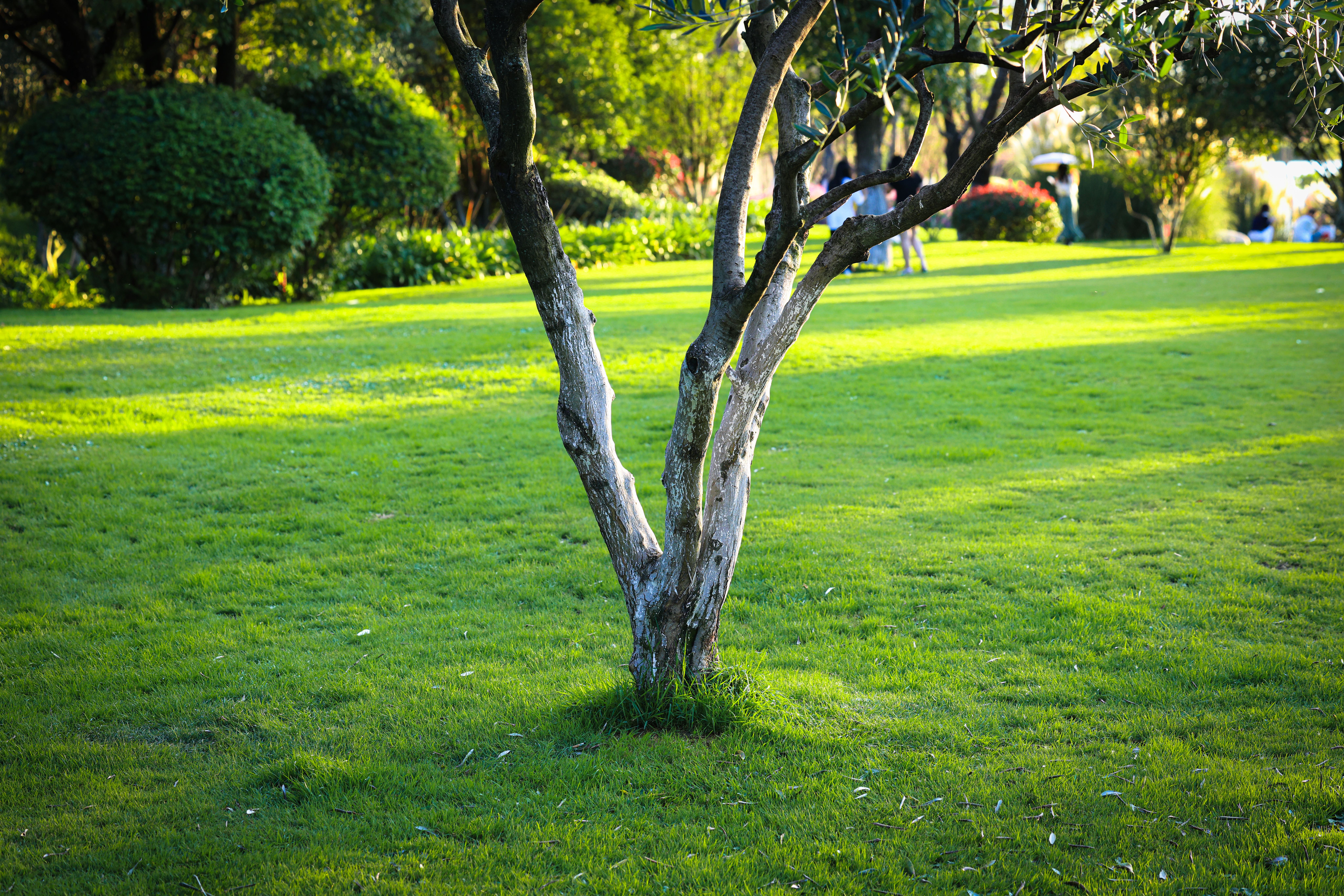 Solitary Tree in Sunny Green Park · Free Stock Photo