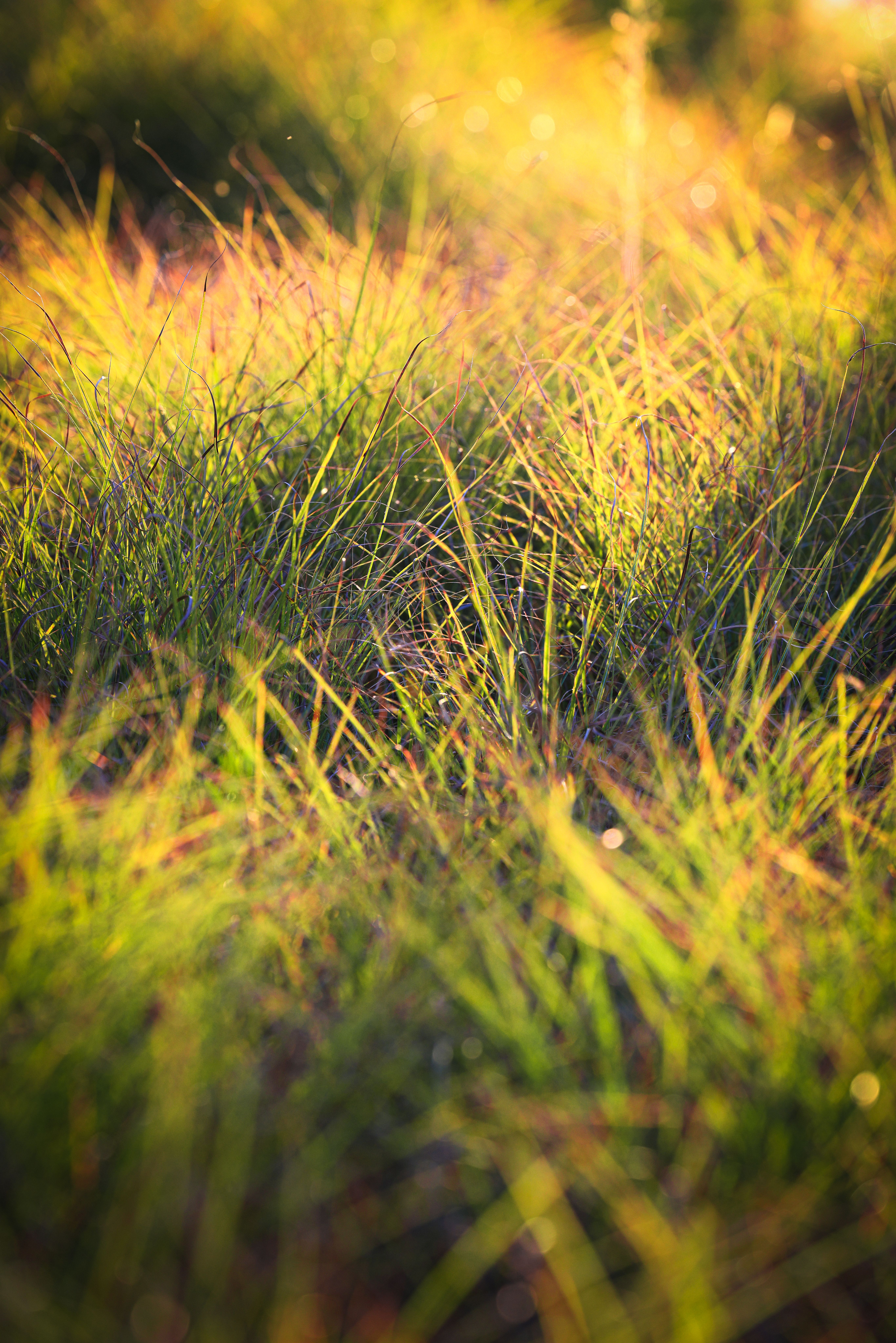 Sunlit Grassy Field in Golden Hour Close-up · Free Stock Photo