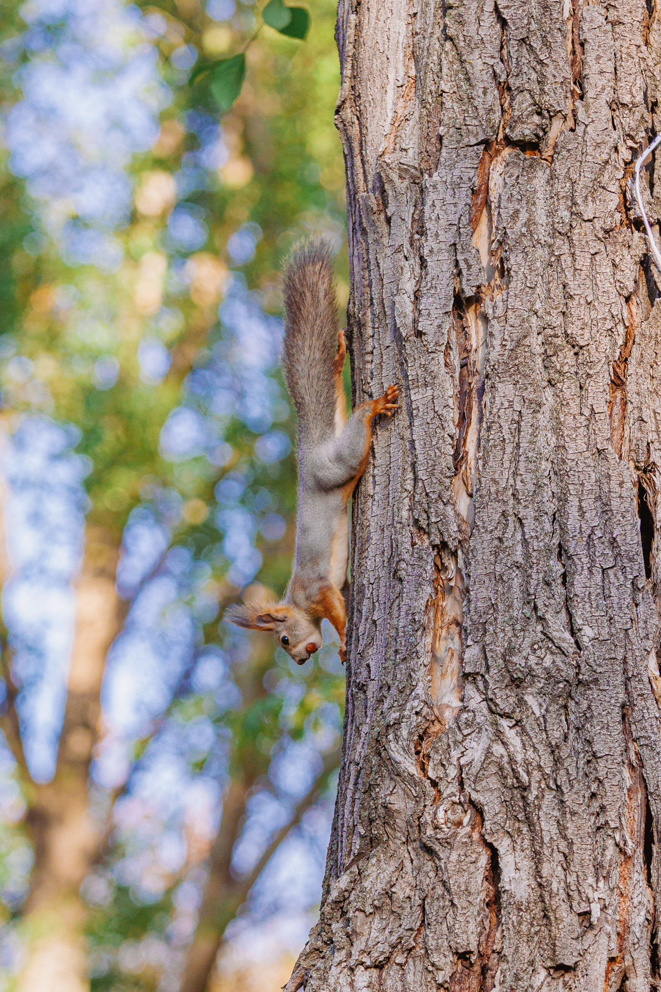 Tree trunk with burrow in autumn woods · Free Stock Photo